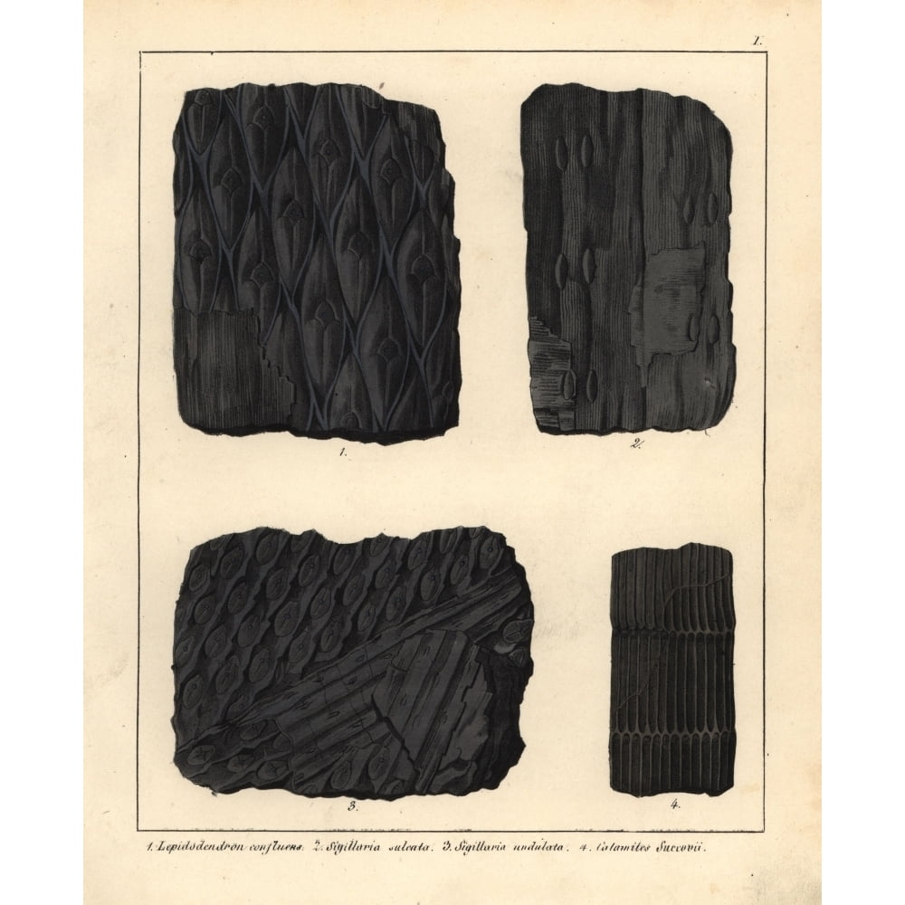 Extinct Plant Fossils Scale Tree And Horsetail Poster Print By ...