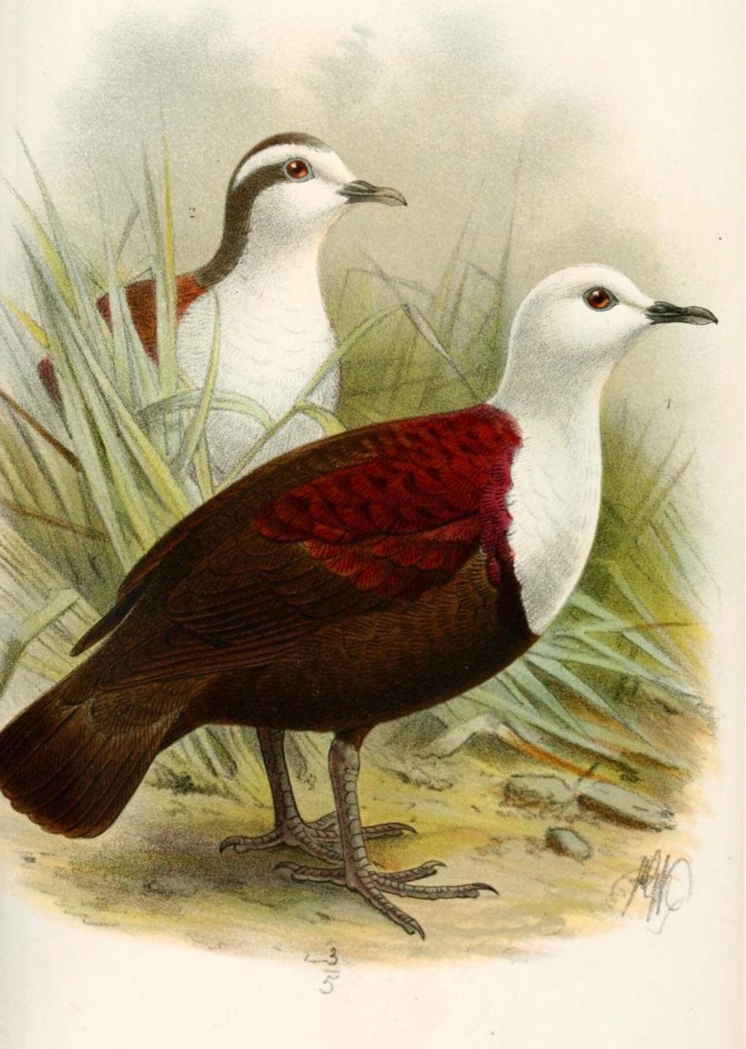 Extinct Polynesian Ground Dove Glossy Poster Picture Photo Print Banner ...