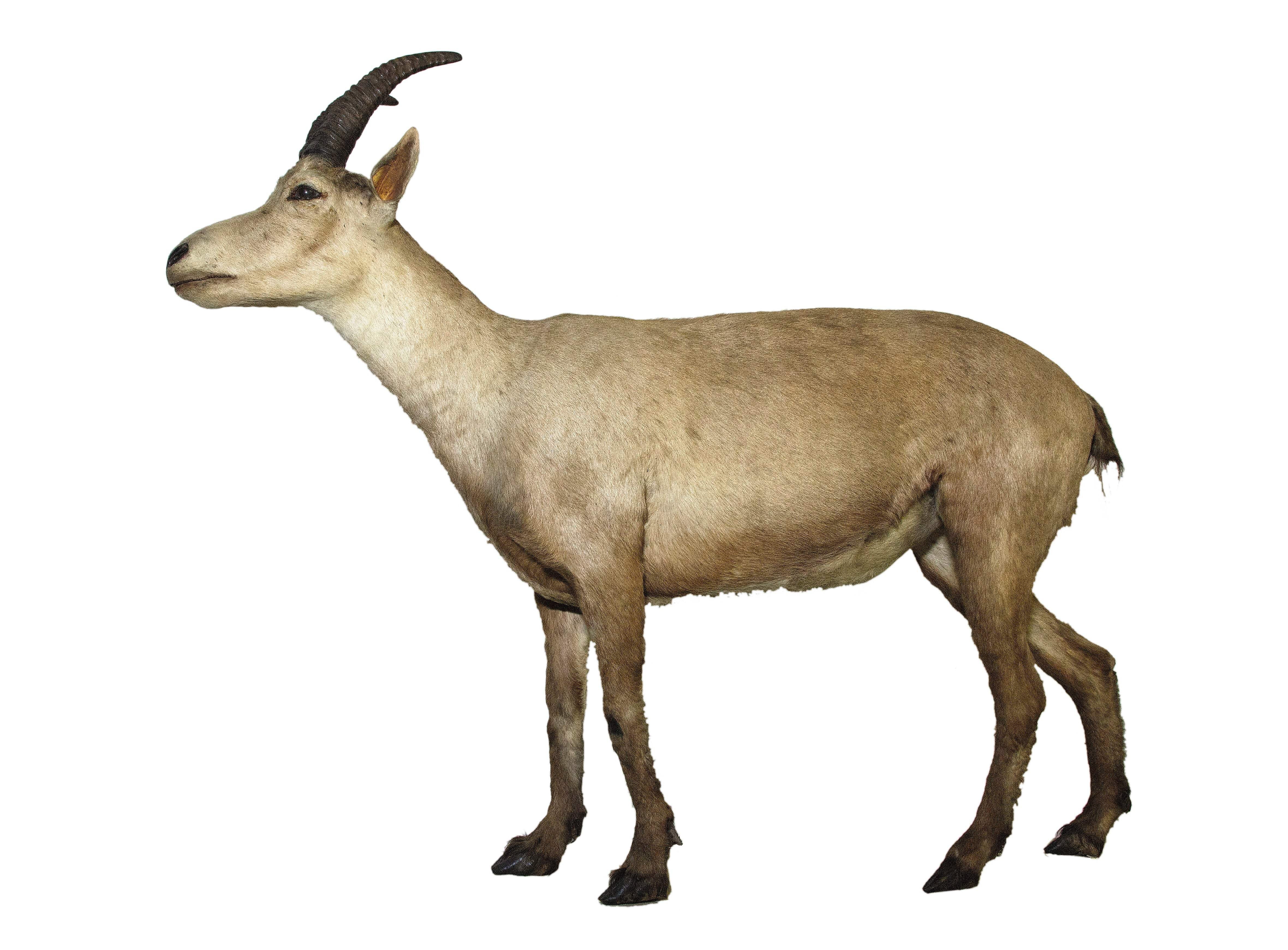 Extinct Pyrenean Ibex Bucardo Glossy Poster Picture Photo Print Banner ...