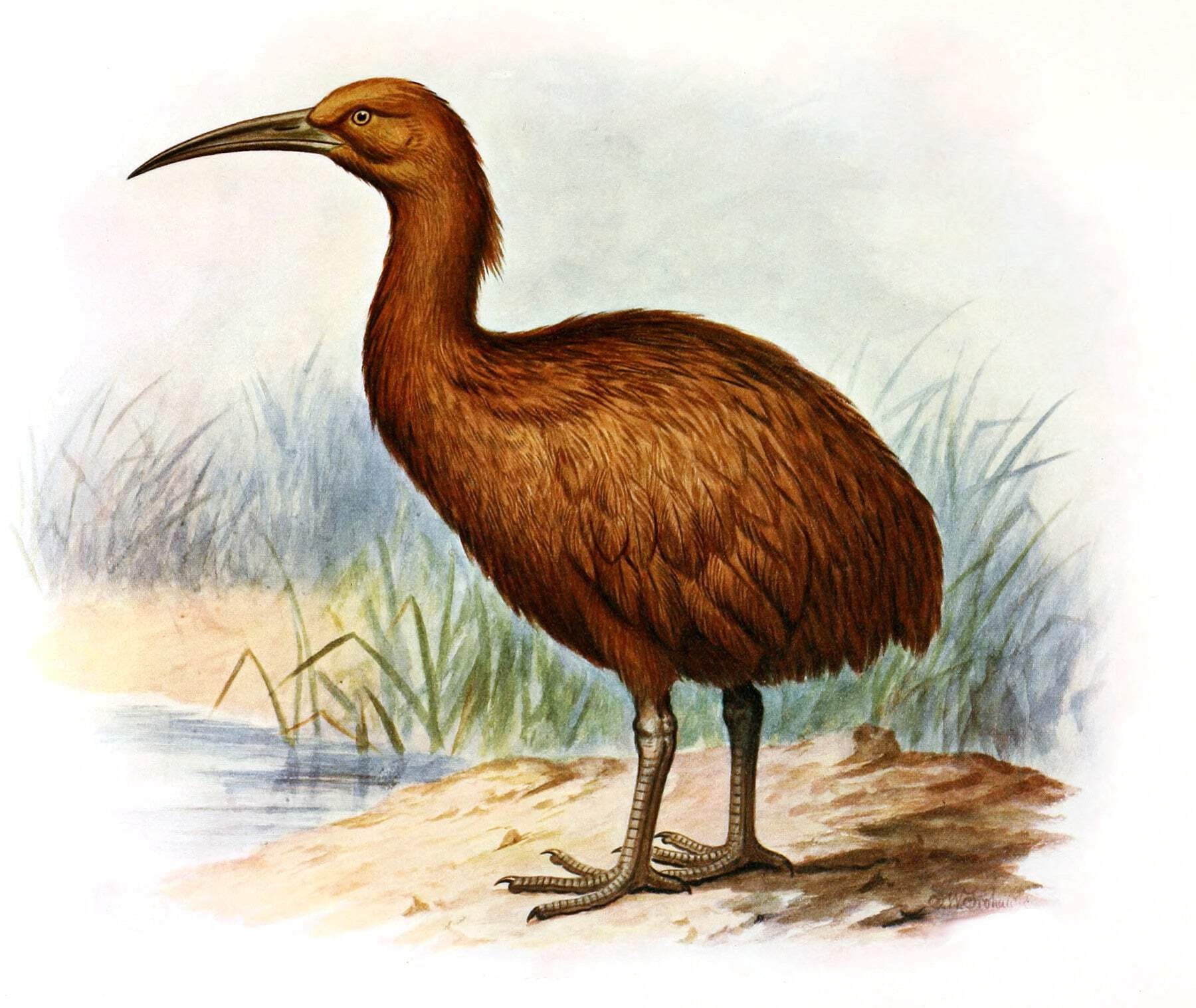 Extinct Red Rail Bird Glossy Poster Picture Photo Print Banner ...