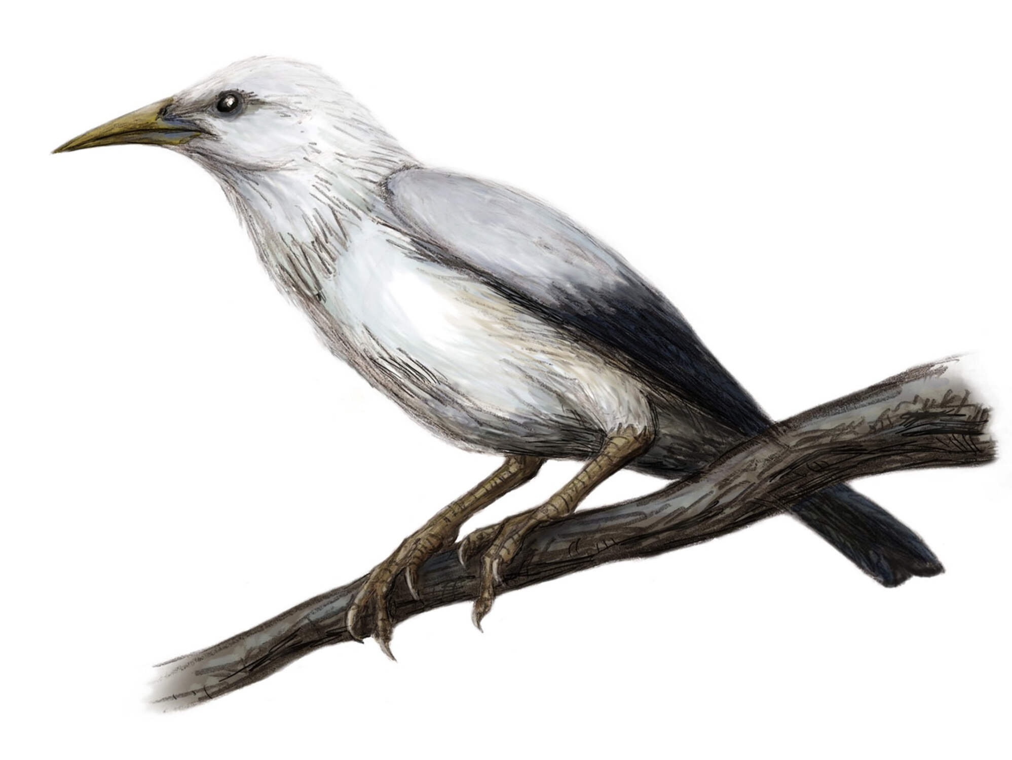 Extinct Rodrigues Starling Bird Glossy Poster Picture Photo Print ...