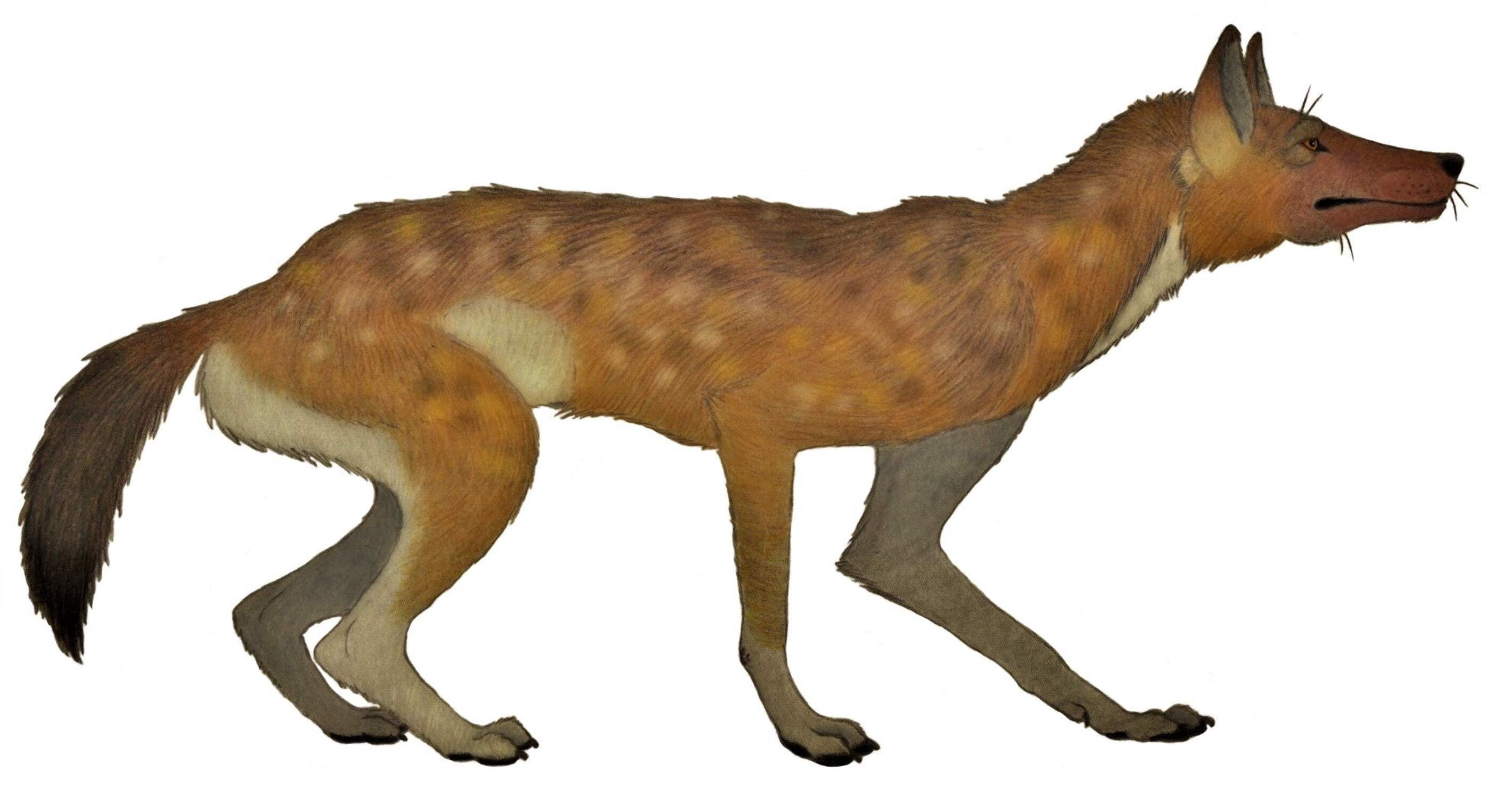 Extinct Sardinian Dhole Glossy Poster Picture Photo Print Banner ...