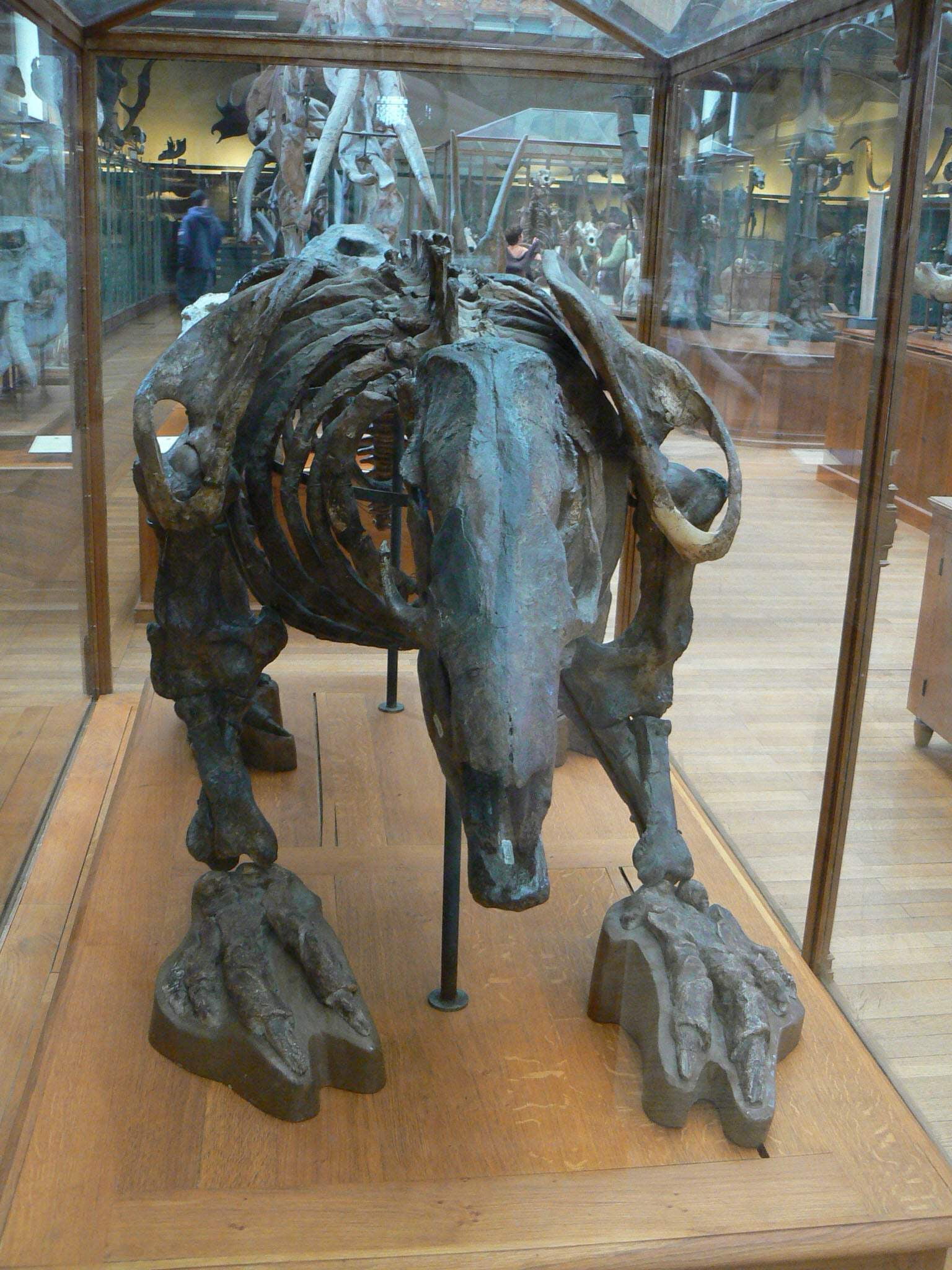 Extinct Scelidotherium Skeleton Glossy Poster Picture Photo Print ...