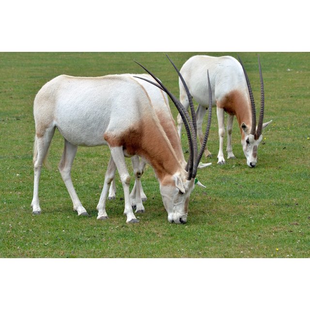 Extinct Scimitar Horned Oryx Glossy Poster Picture Photo Print Banner ...
