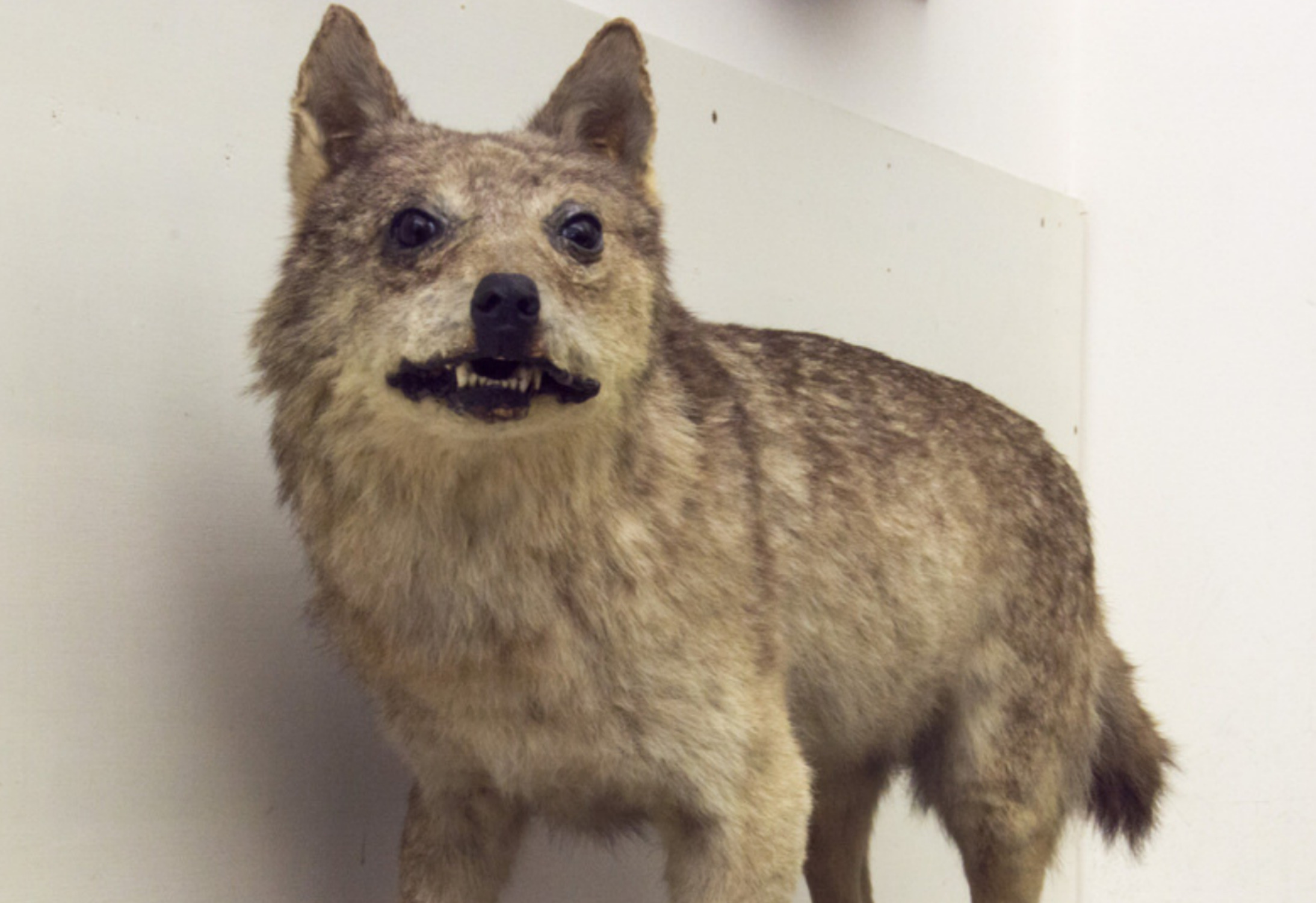 Extinct Sicilian Wolf Glossy Poster Picture Photo Print Banner ...