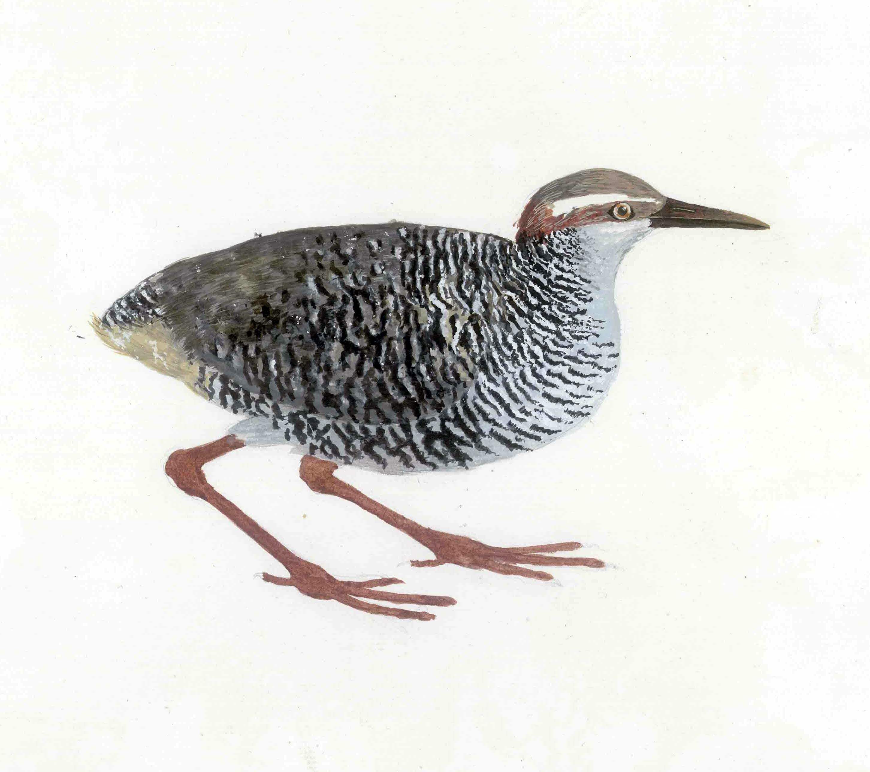 Extinct Tongatapu Rail Bird Glossy Poster Picture Photo Print Banner ...