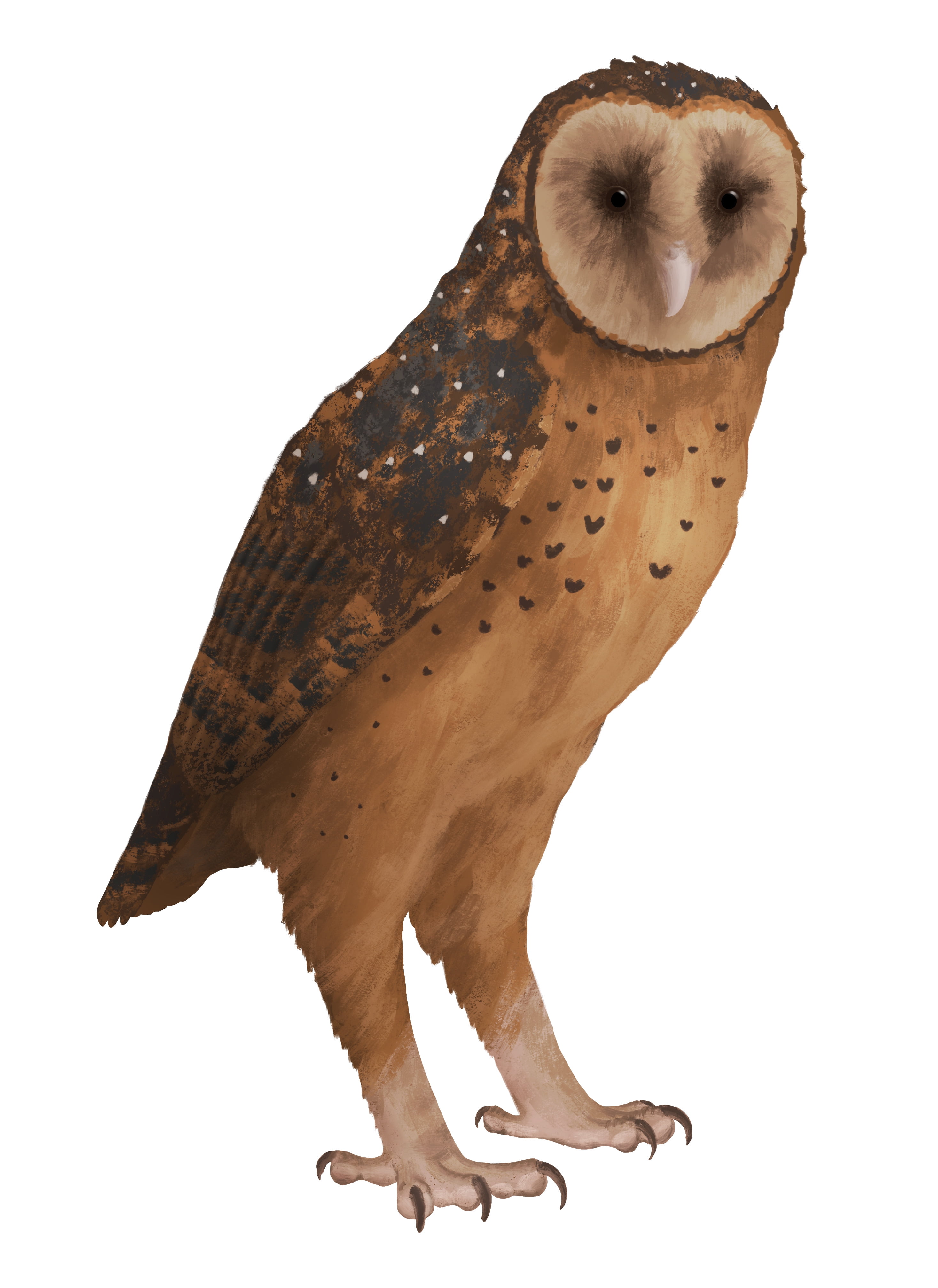 Extinct Tyto Pollens Owl Glossy Poster Picture Photo Print Banner ...