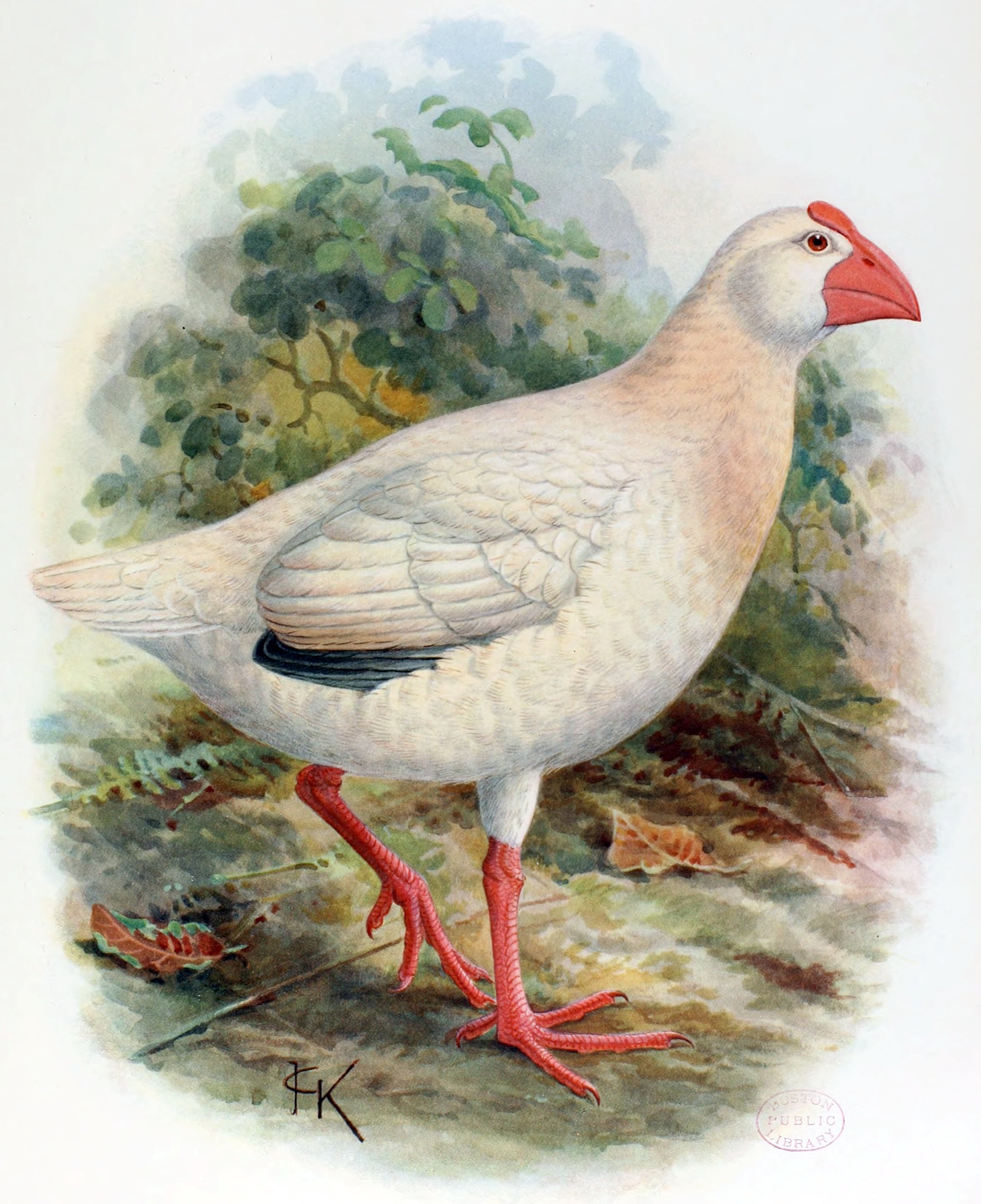 Extinct White Swamphen Lord Howe Glossy Poster Picture Photo Print ...