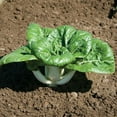 Extra Dwarf Bok Choy, DHF10 Pak Choi (Brassica Rapa) Vegetable Plant ...