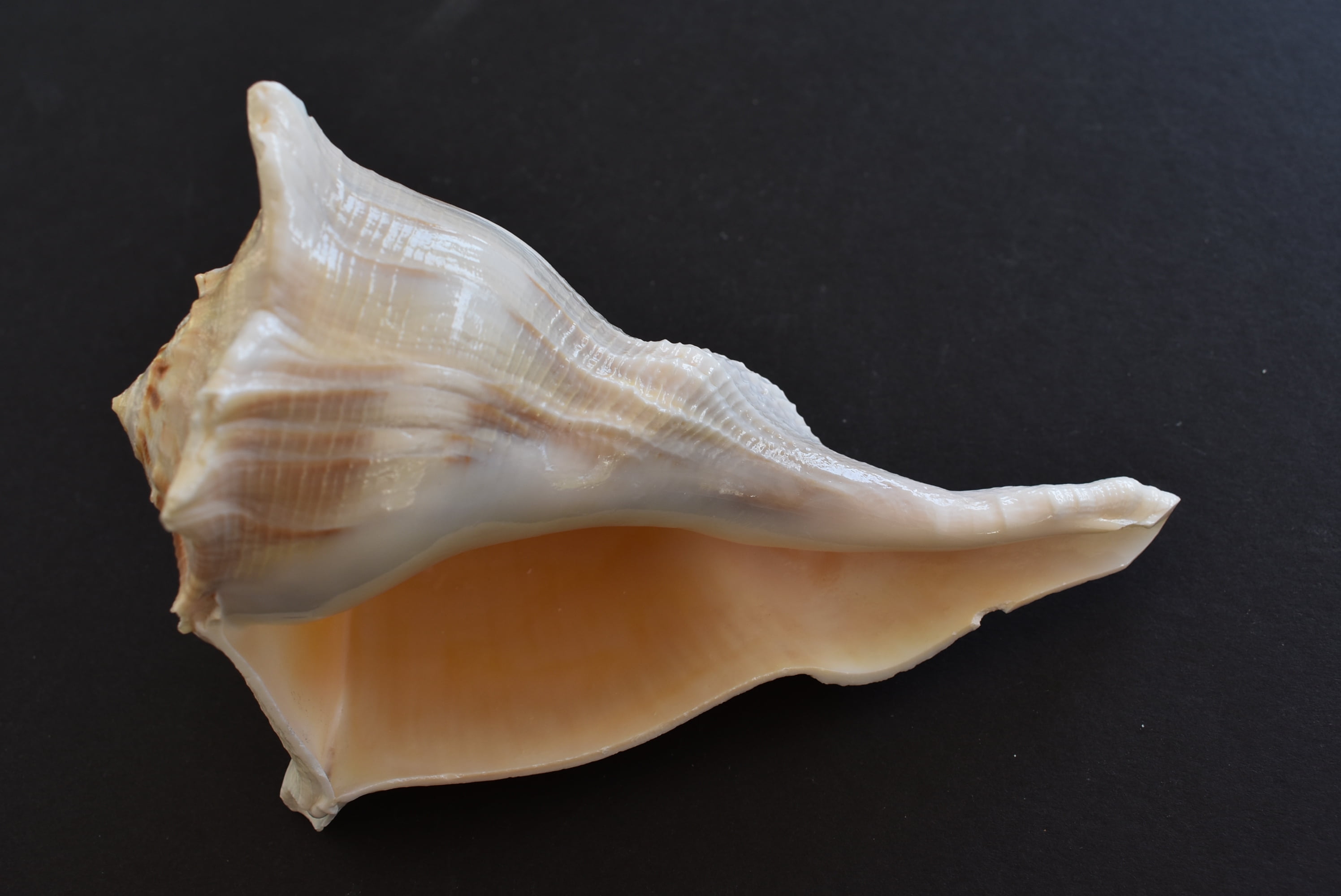 Extra Large "Left Handed" Florida Lightning Whelk (8"and up) Native ...