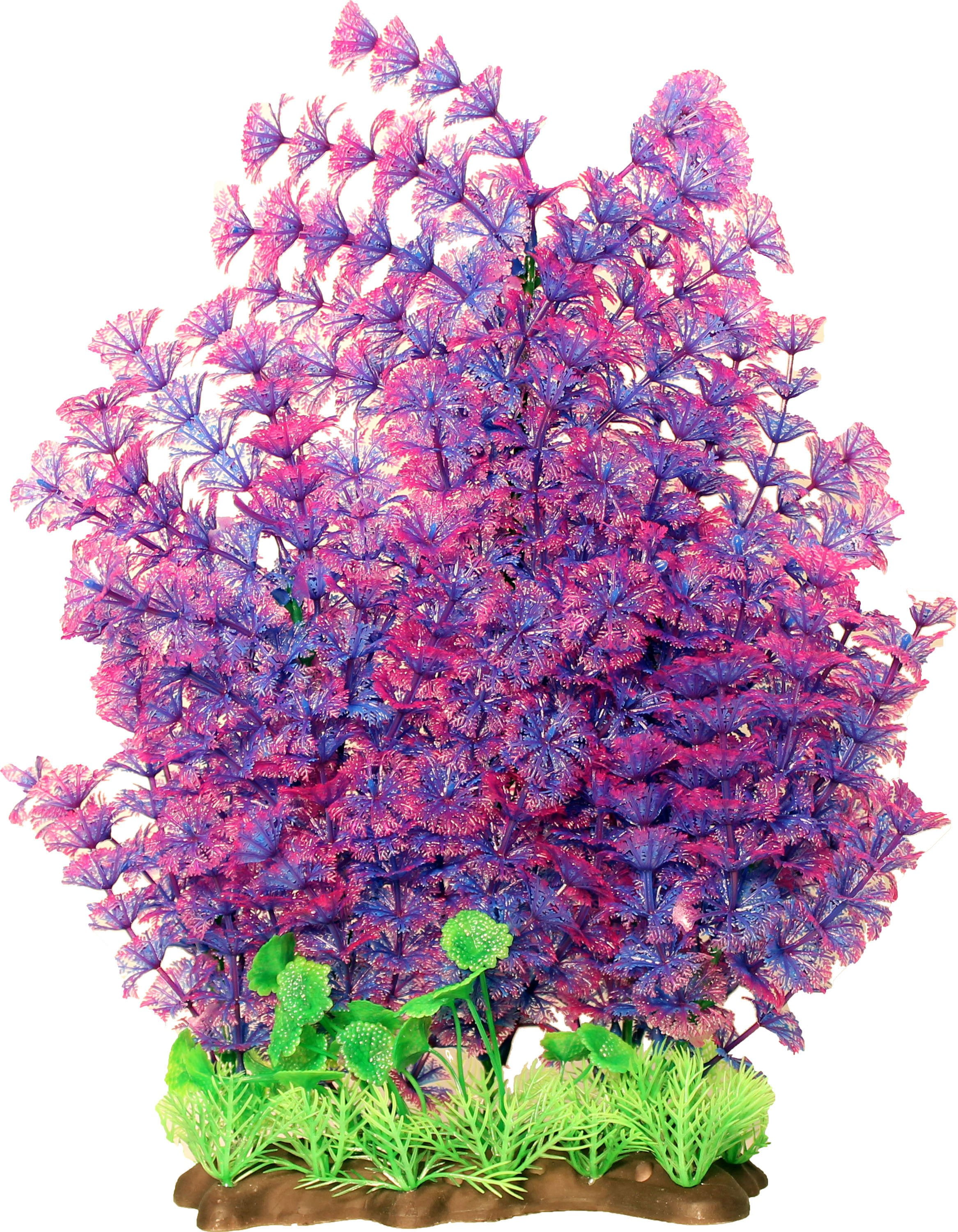 Extra Wide Bushy Ambulia Aquarium Plant - Walmart.com