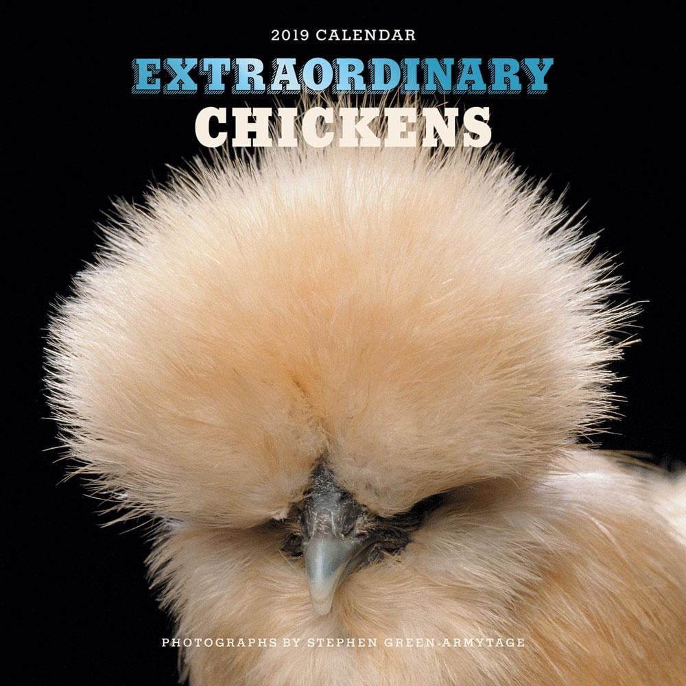 Extraordinary Chickens 2019 Wall Calendar (Other) - Walmart.com