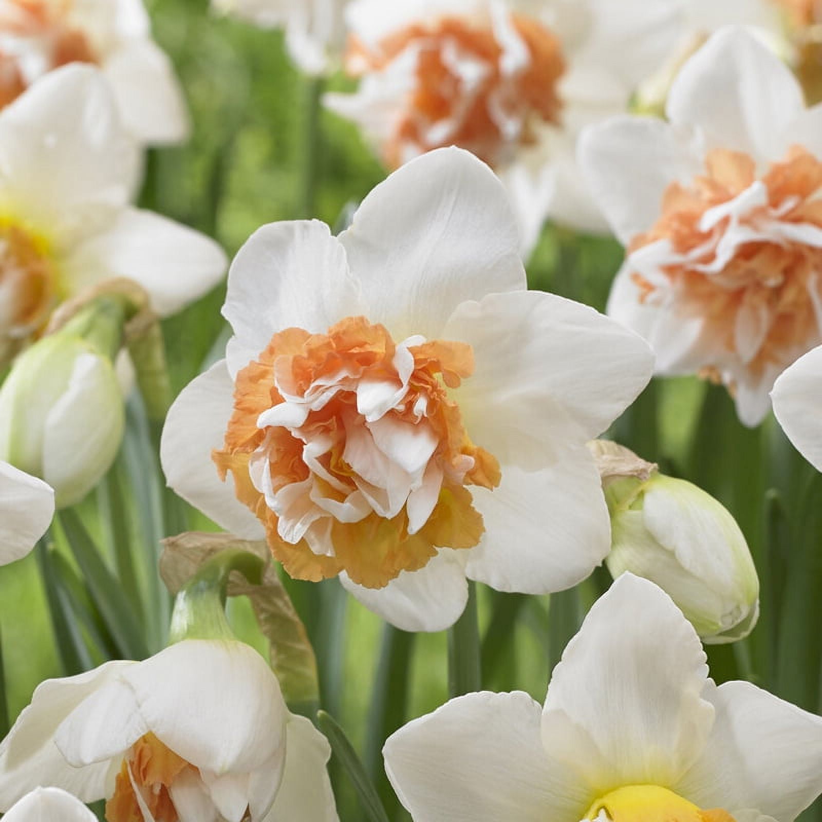 Extravaganza Daffodil Flower Bulbs - 10 Bulbs per Pack - Deer Resistant ...