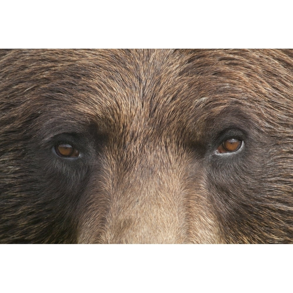 Extreme Close Up Of A Female Brown Bear's Face At The Alaska Wildlife ...