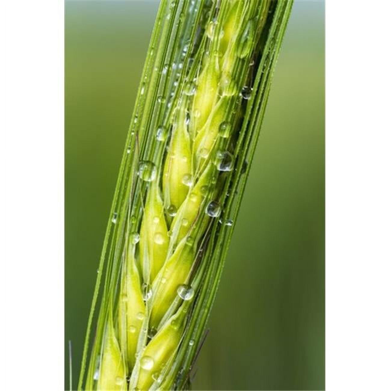 Extreme Close Up of A Green Barley Head with Water Droplets - Walmart.com