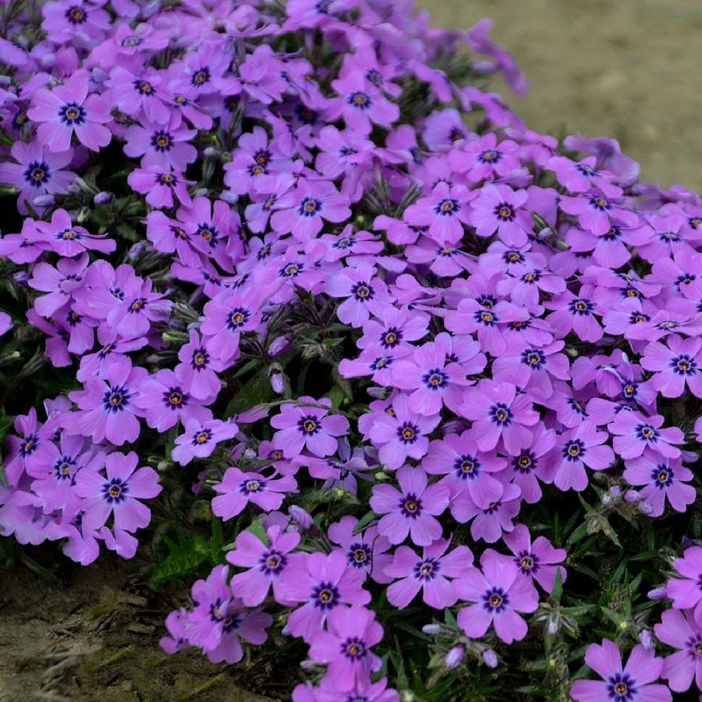 Hirt's Gardens Eye Caramba Perennial Creeping Phlox, Pink Flowers ...