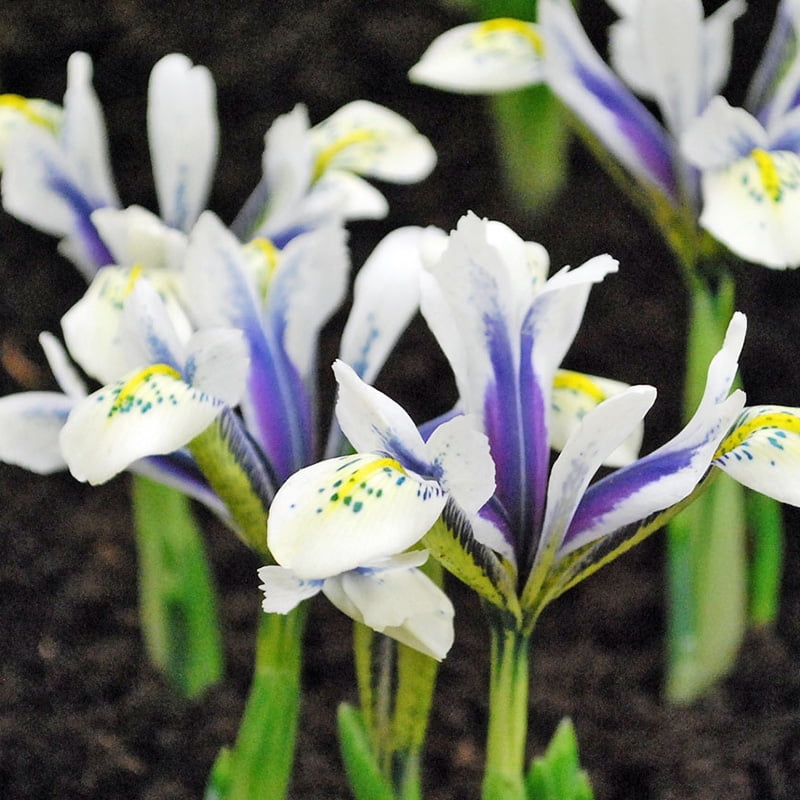 Eye Catcher Dutch Iris Flower Bulbs - 25 Bulbs per Pack - Deer ...