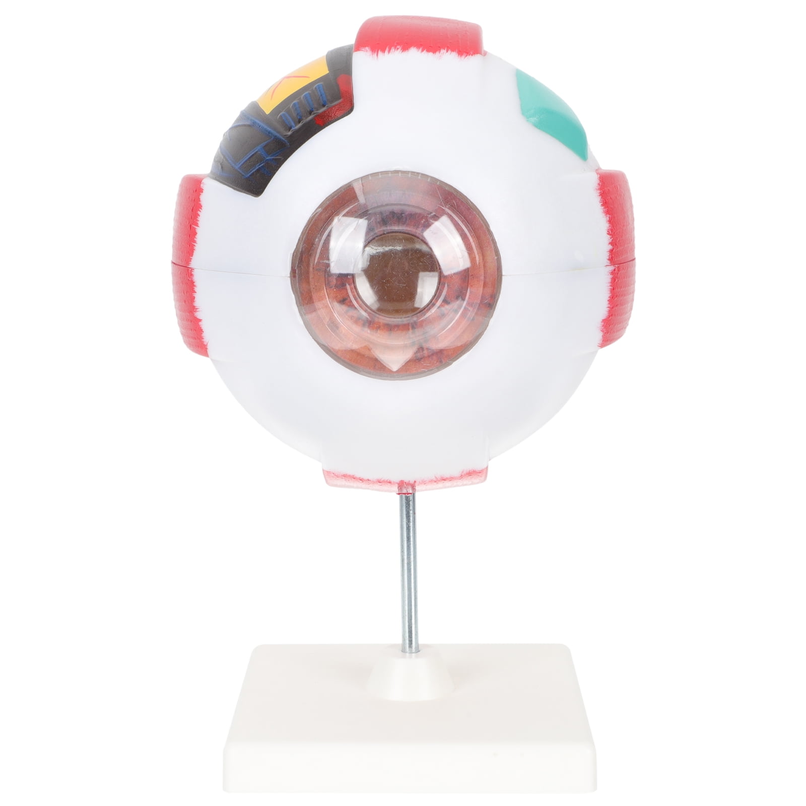 Anatomy Poster 6X Enlarged Human Eye Model - Detachable Anatomy Eyeball ...
