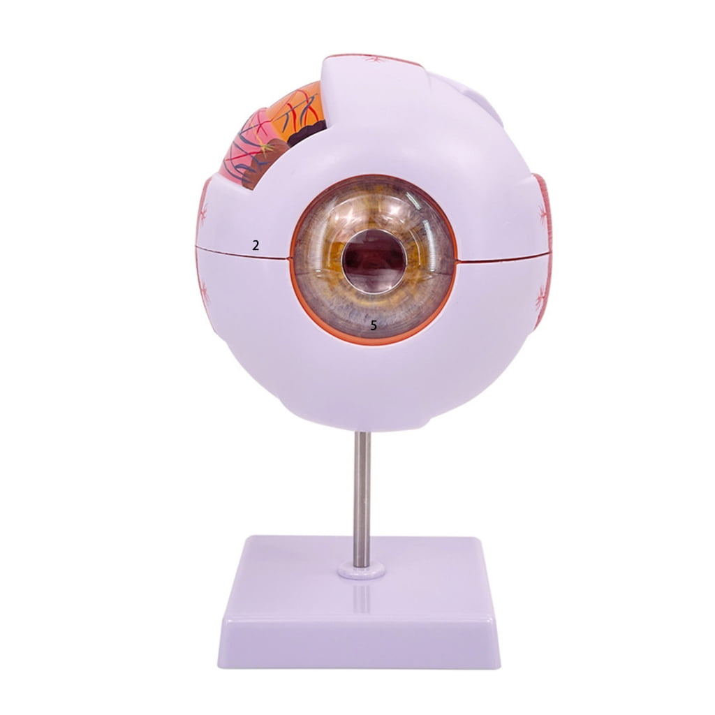 Eyeball Anatomy Model for Eye Diseases Study, 6X Human Eye Anatomy ...