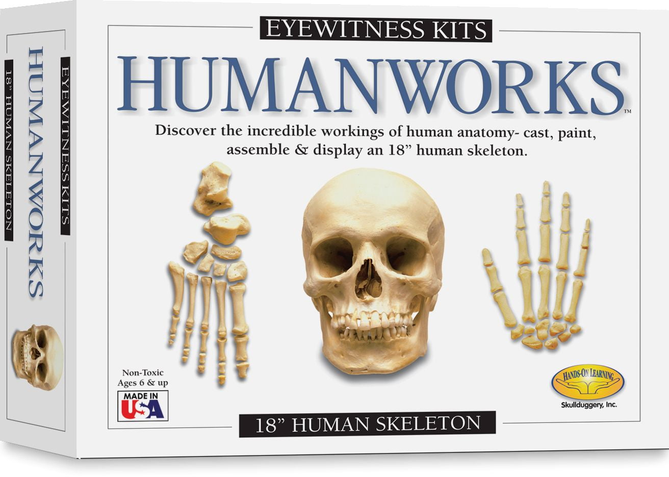 Eyewitness Kits Perfect Cast Humanworks 18" Human Skeleton Cast, Paint ...