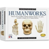 Eyewitness Kits Perfect Cast Humanworks 18" Human Skeleton Cast, Paint ...