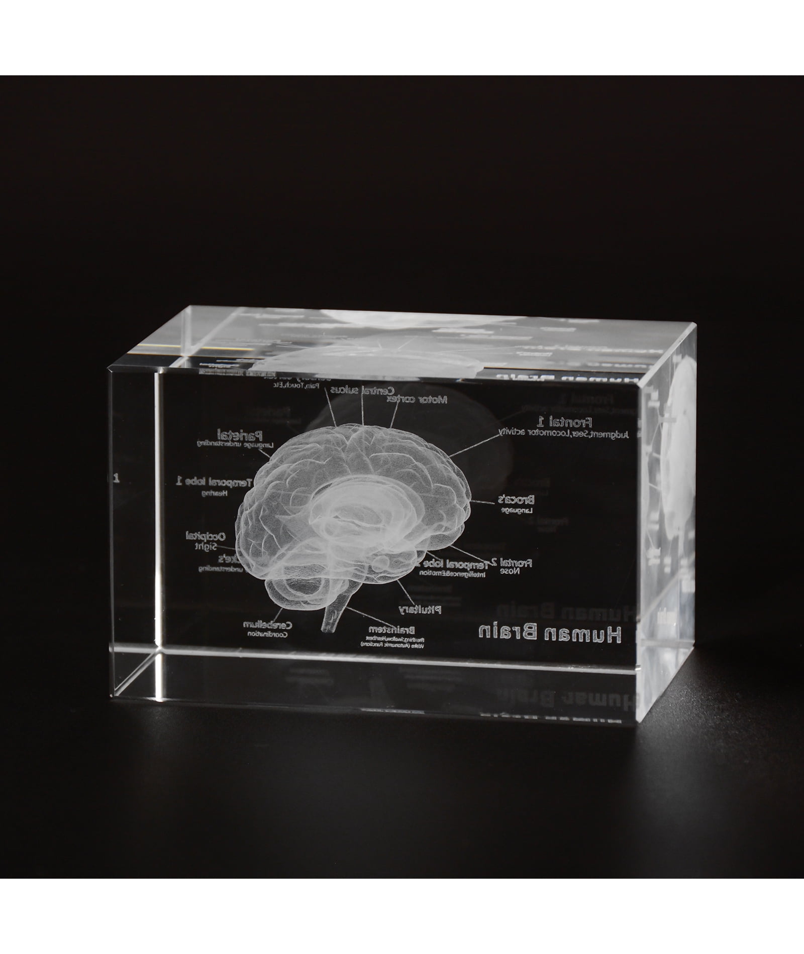 Eztrain 3D Human Brain Crystal Model, Laser Etched Anatomical Model for ...