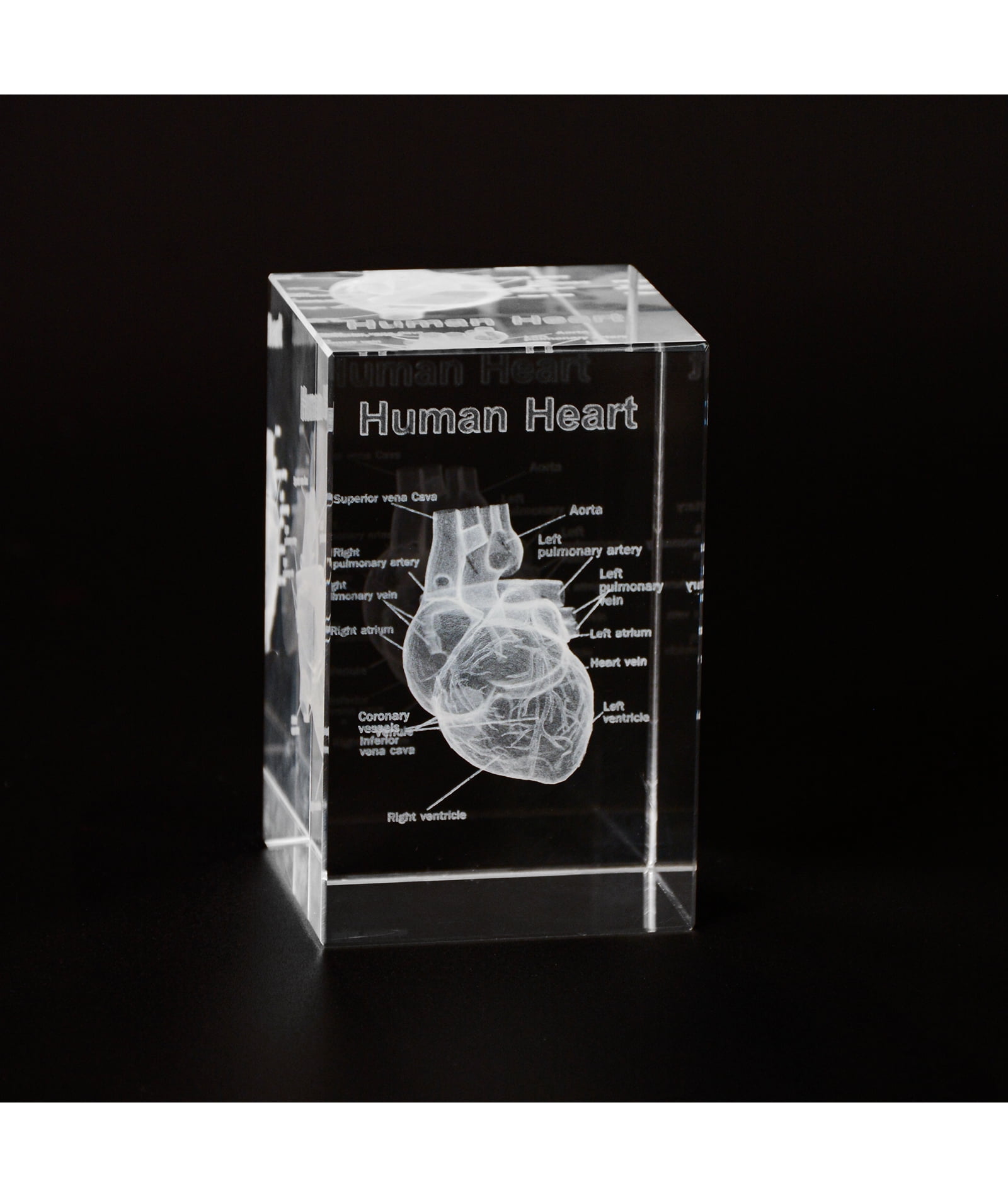 Eztrain 3D Human Heart Crystal Model, Laser Etched Anatomical Model for ...