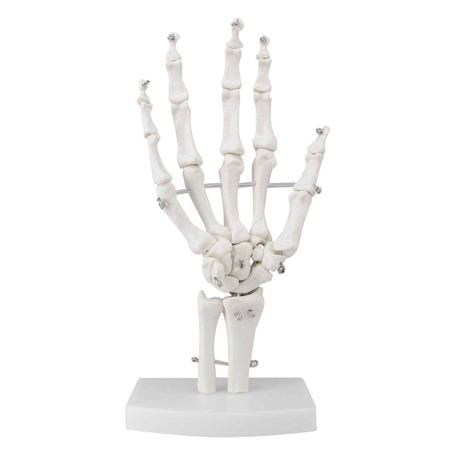 Eztrain Human Hand Joint Model, Flexible 1:1 Scientific Life Size ...