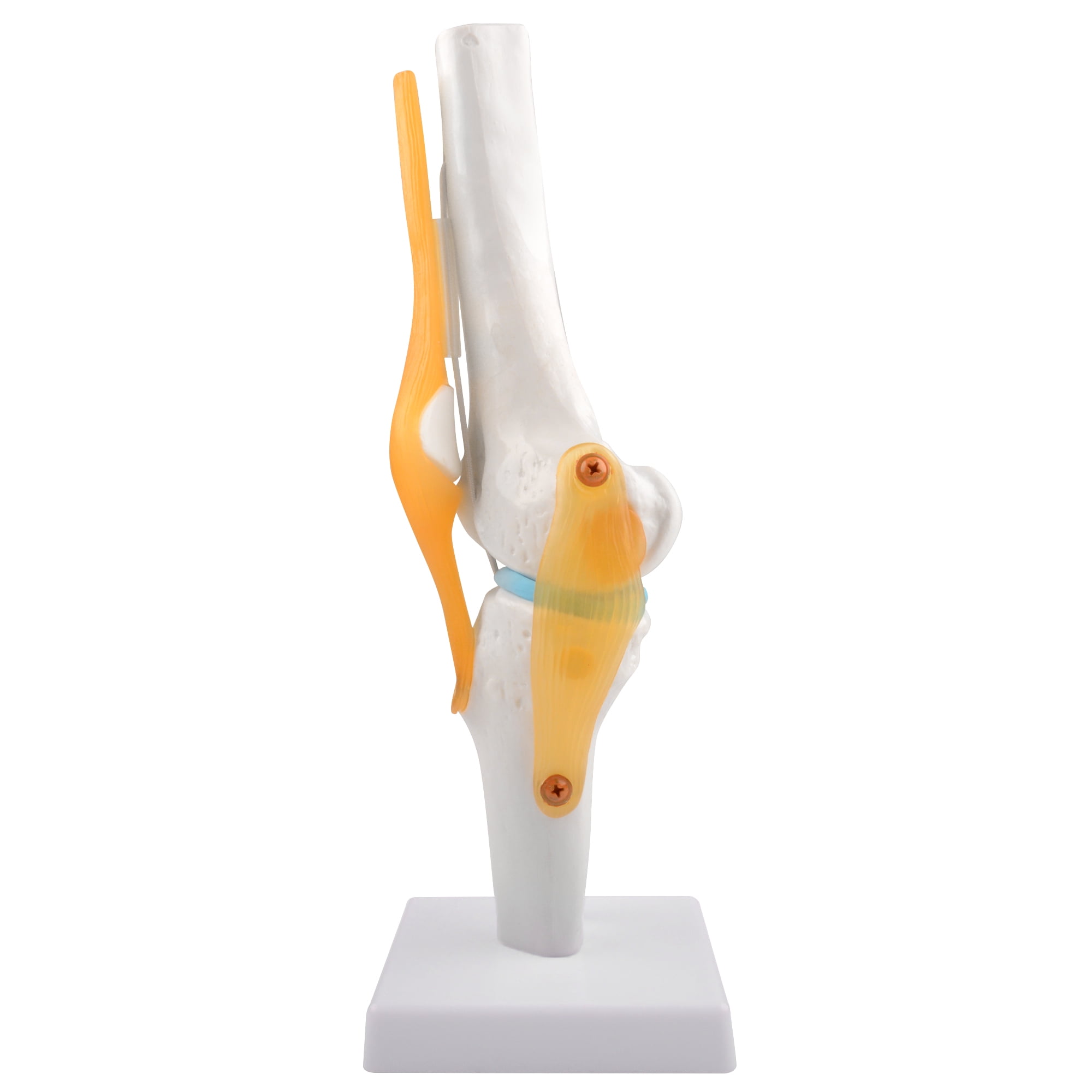 Eztrain Human Knee Joint Model With Ligaments Flexible 11 Scientific Life Size