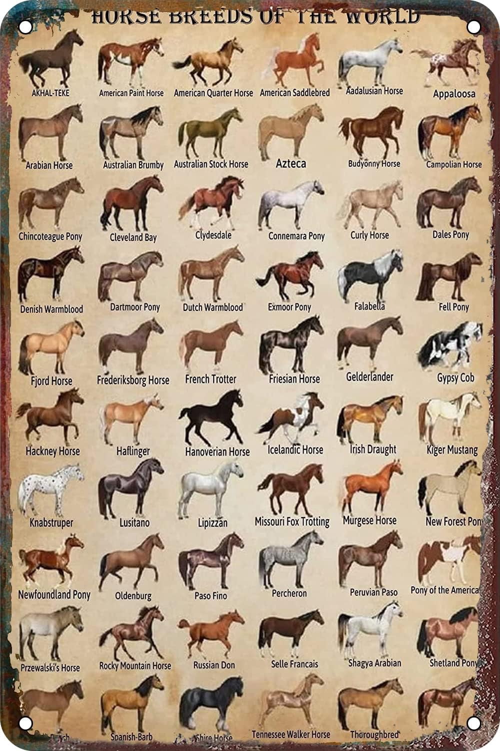 FABSURE Funny Metal Tin Sign Horse Knowledge Horse Breeds Of The World ...