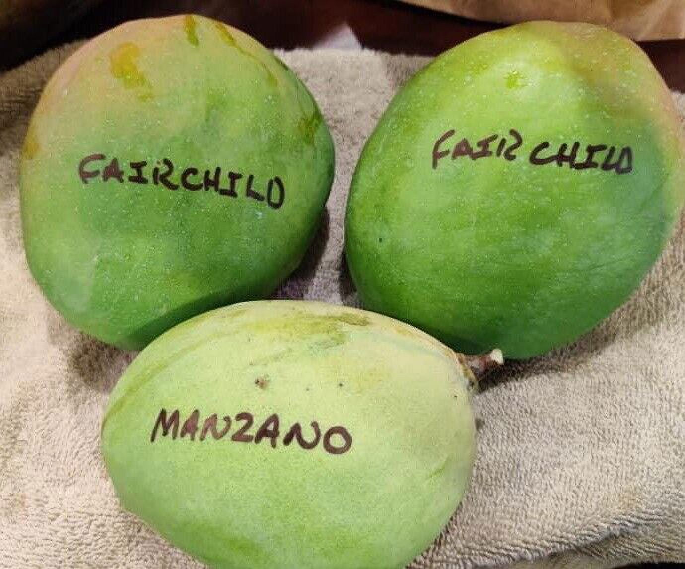 FAIRCHILD Grafted Rare MANGO Tree 3Gal Pot Ready To Fruit Ship UPS ...