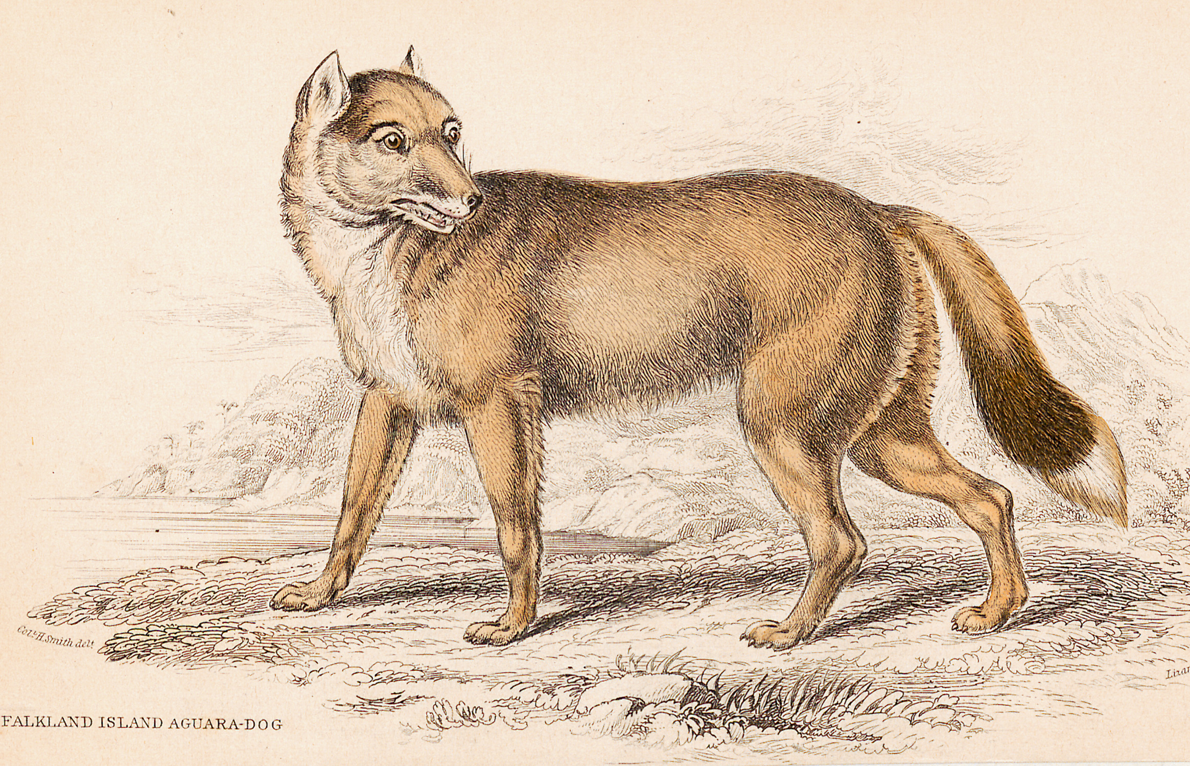 Falkland Islands Wolf Warrah Glossy Poster Picture Photo Print Banner ...