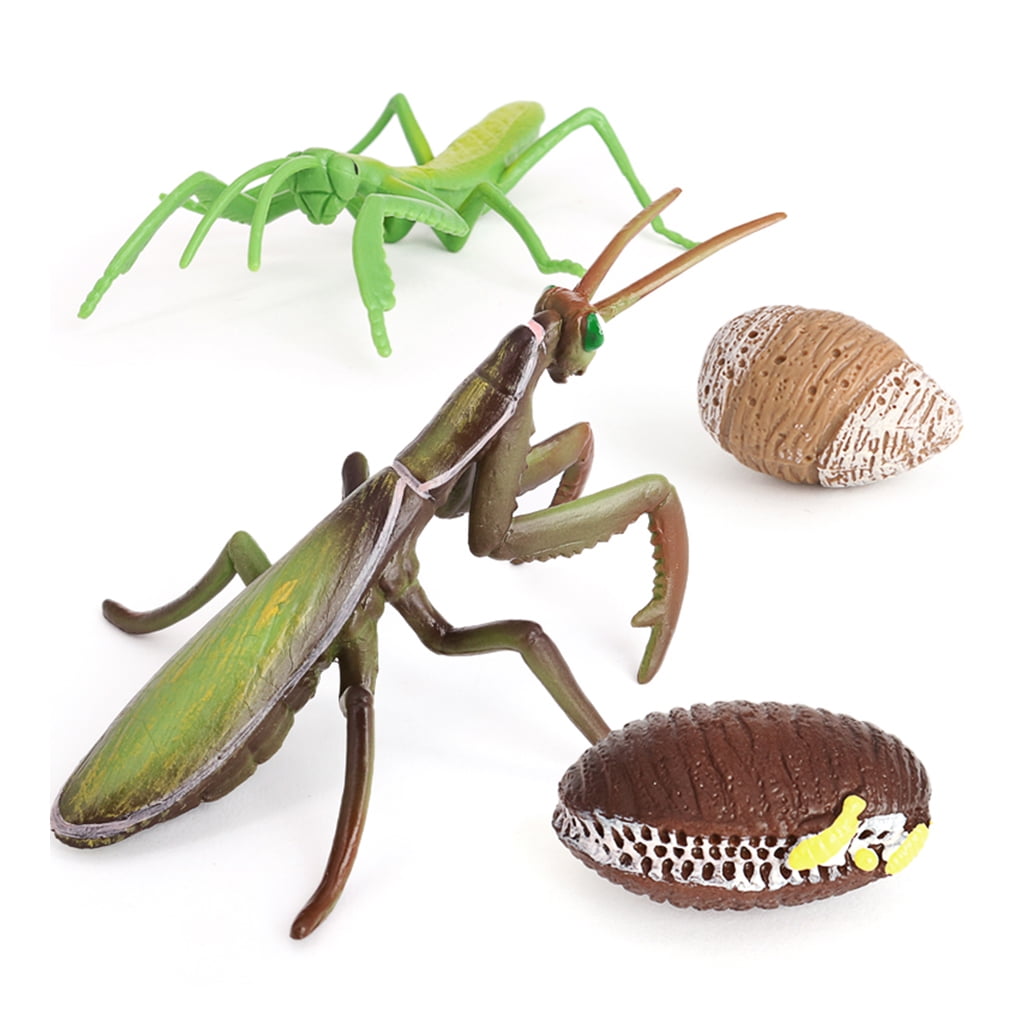 Tssuoun 1 Set Mantis Life Cycle Kit Creative Realistic Insects Models ...