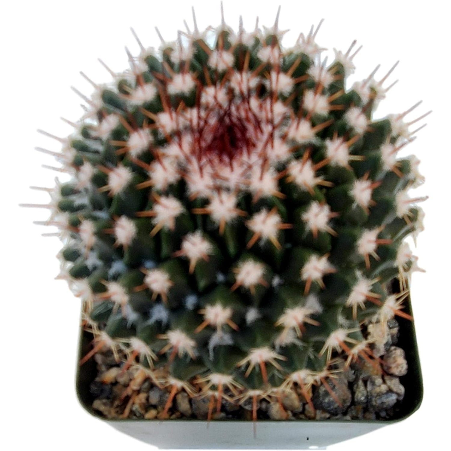 FATPLANTS Cactus Plants in Gift Box | Rooted in 4 inch Planter Pots ...