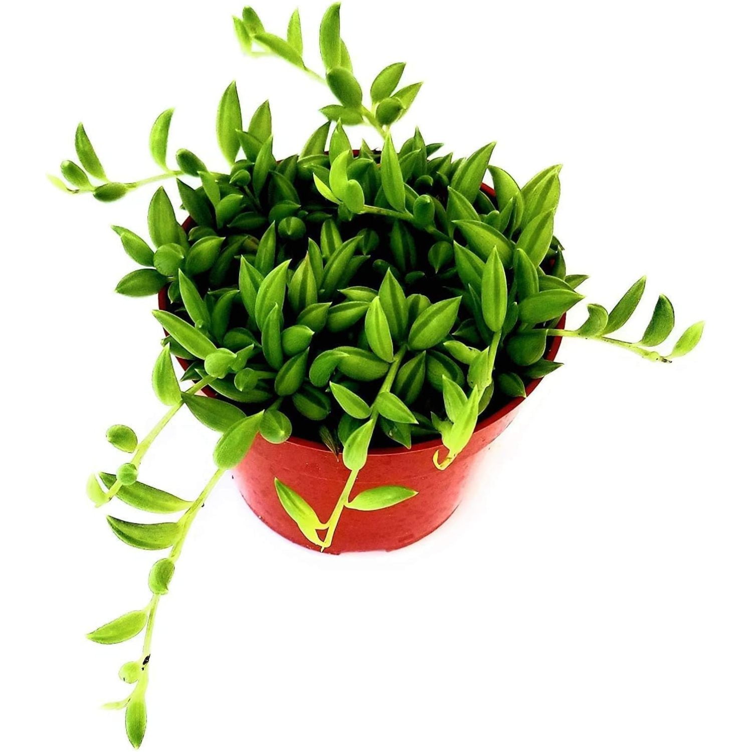 FATPLANTS Succulent Plant(s) Fully Rooted in 4 inch Planter Pots with ...