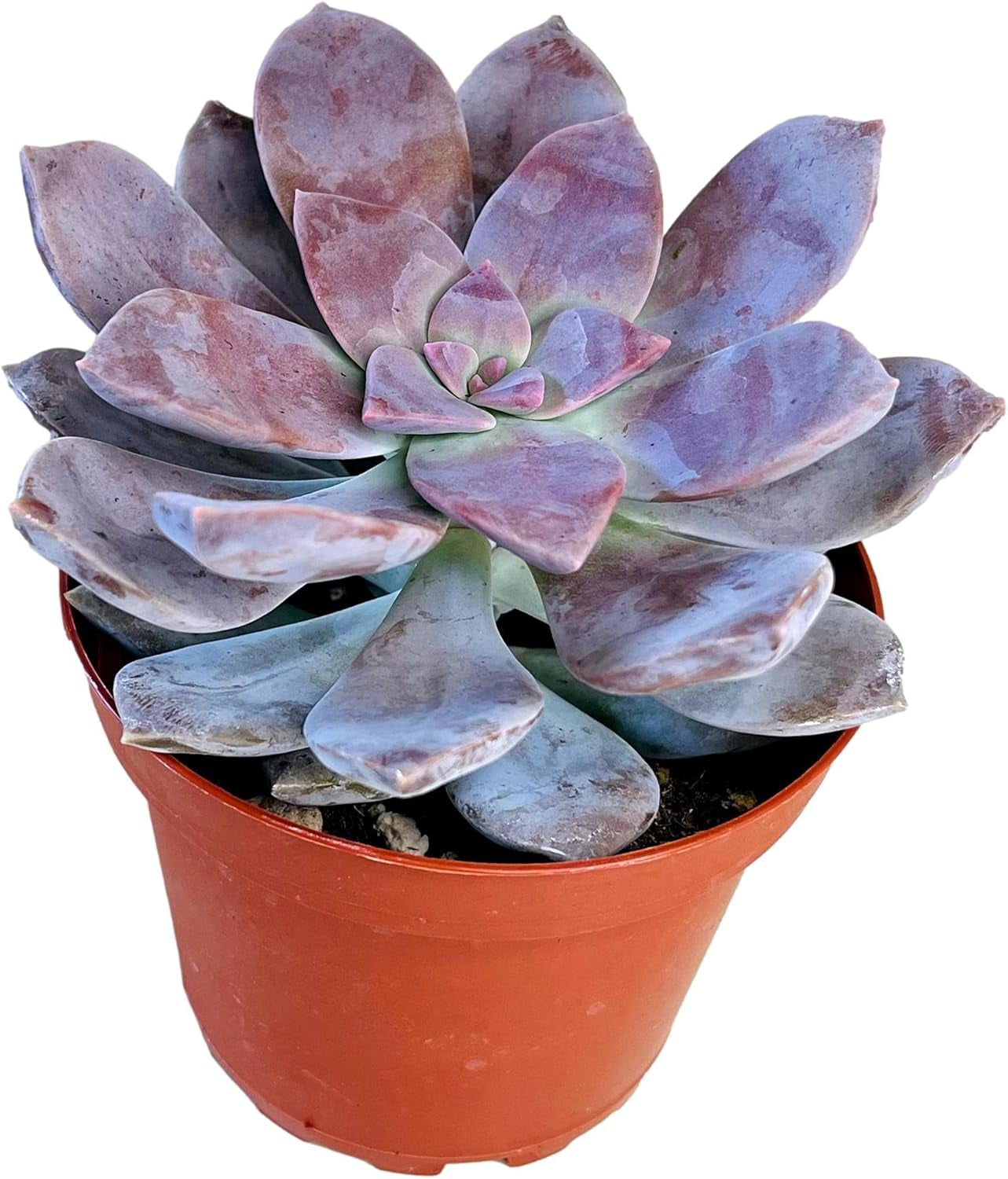 FATPLANTS Succulent Plant(s) Fully Rooted in 4 inch Planter Pots with ...