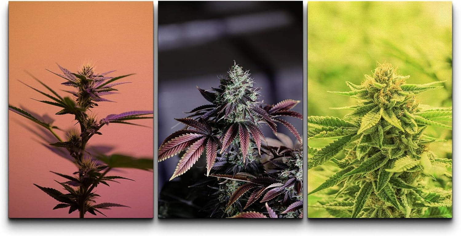 FCCUYE - 3 Piece Canvas Wall Art - Cannabis Texture Marijuana Leaf Pile ...