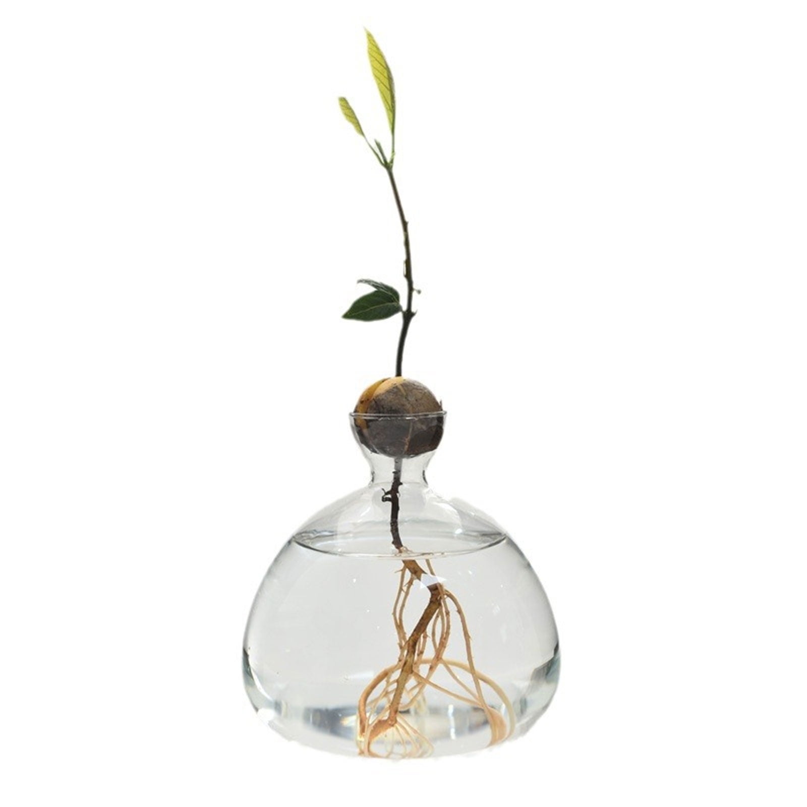 FEAMOS Avocado Starter Vase Clear Glass Hydroponic Flower Vase for ...