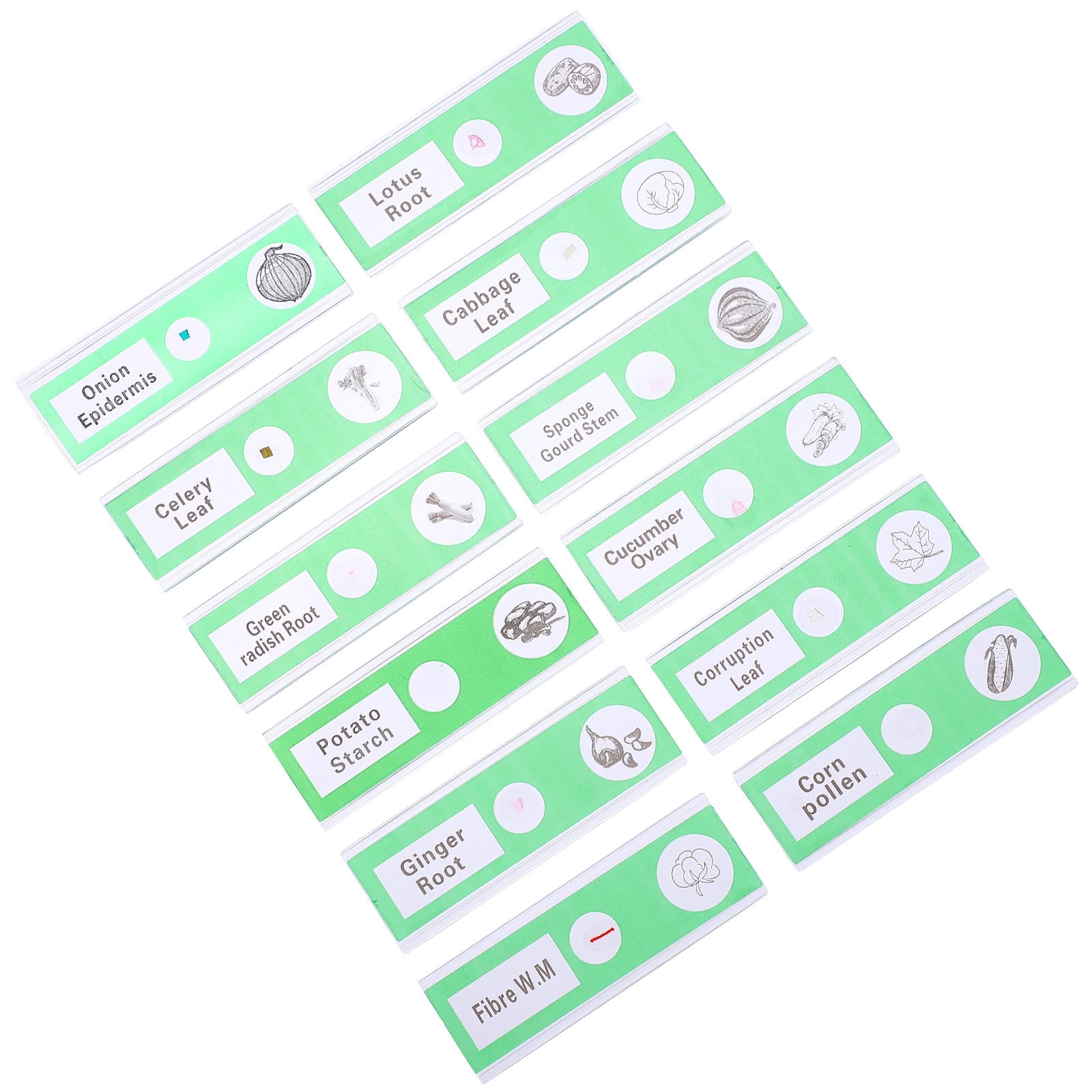 FELTECHELECTR 12Pcs Microscope Slides for Specimen Observation ...