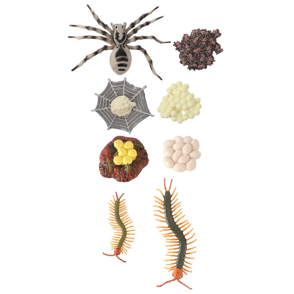 FELTECHELECTR 2Sets Plastic Tarantula Shape Life Cycle Models for ...