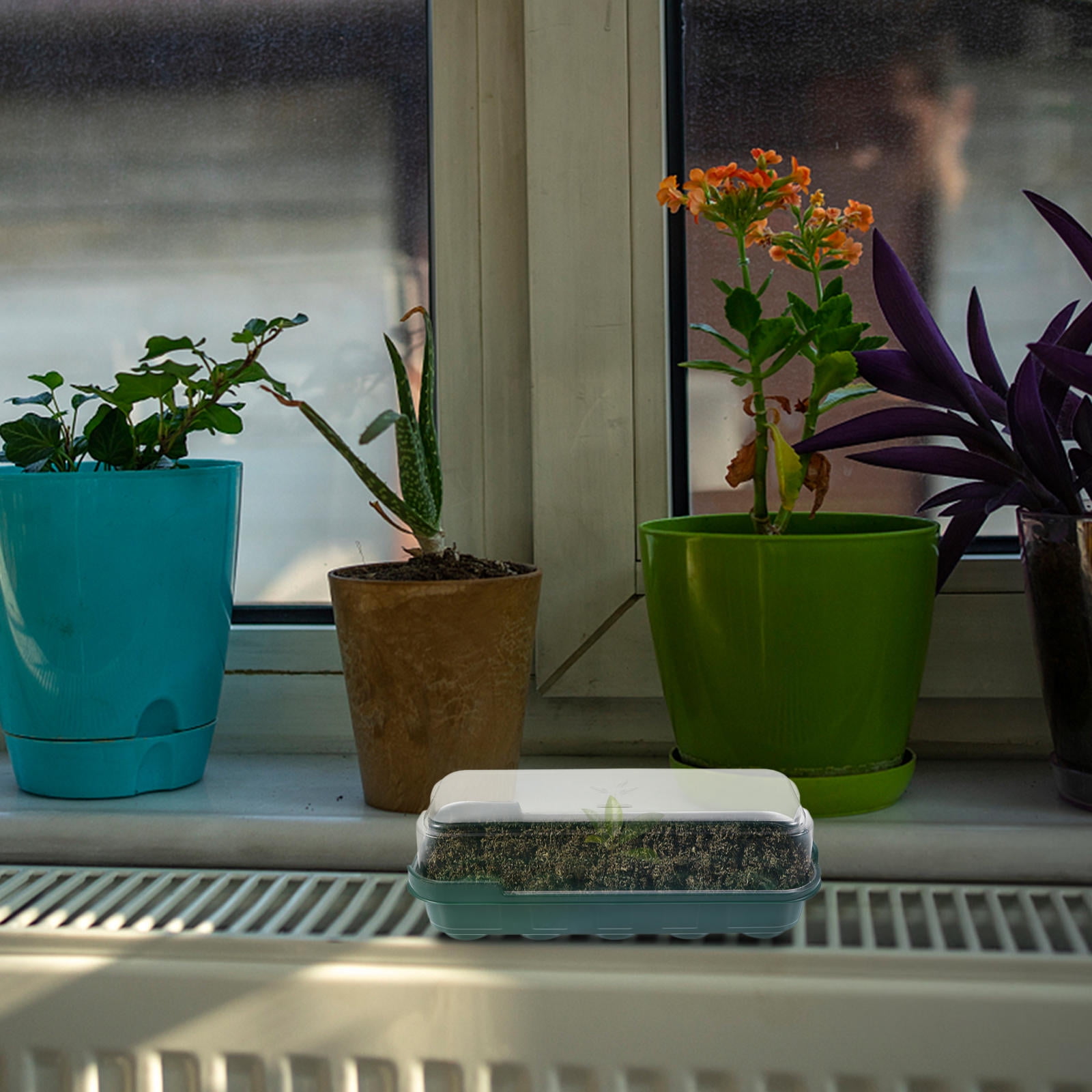 FELTECHELECTR 5Set Sprout Tray for Flower in Rectangular Shape Plastic ...