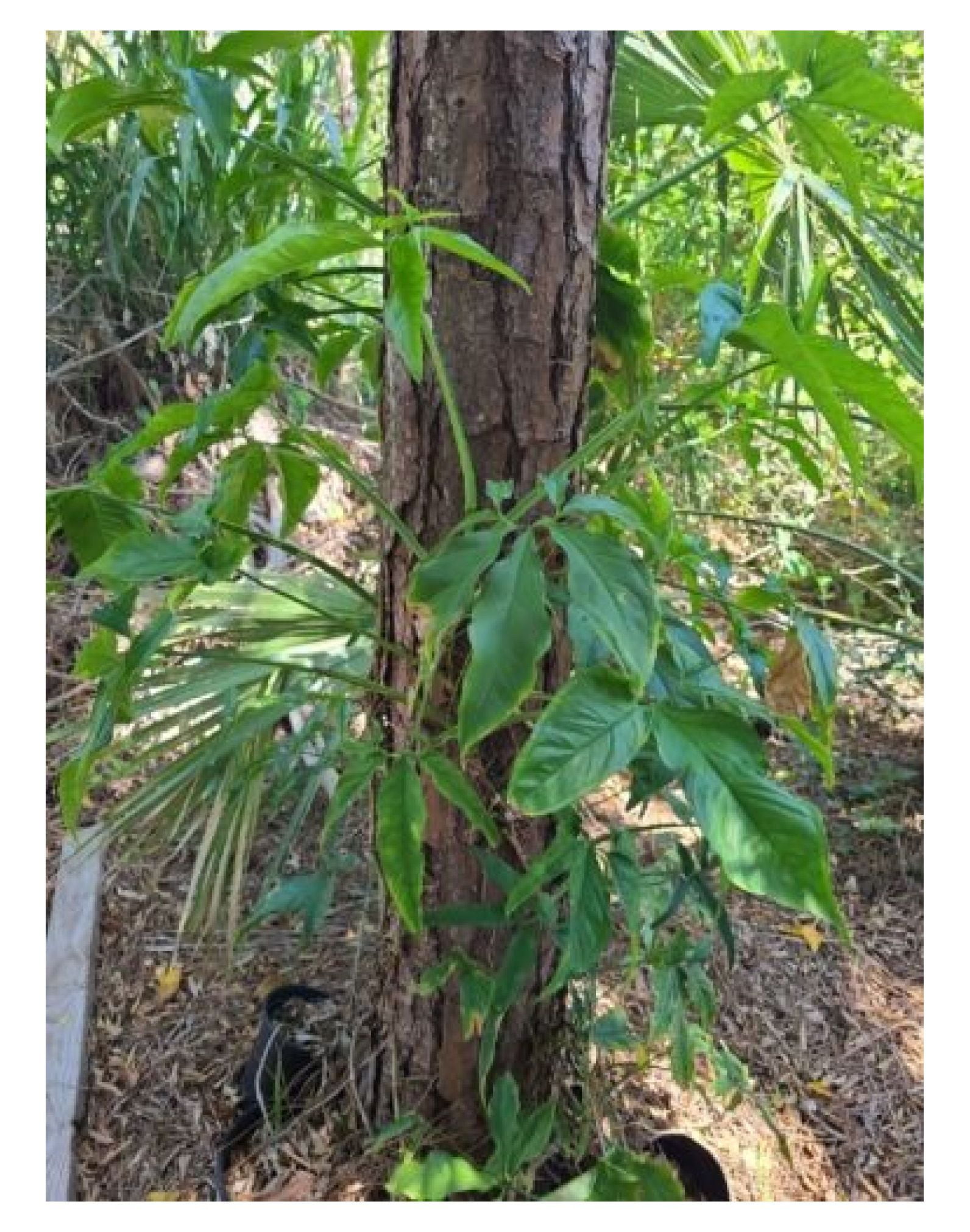 FENG20 Angustatum five finger Little Star Variegated 1 node cutting ...