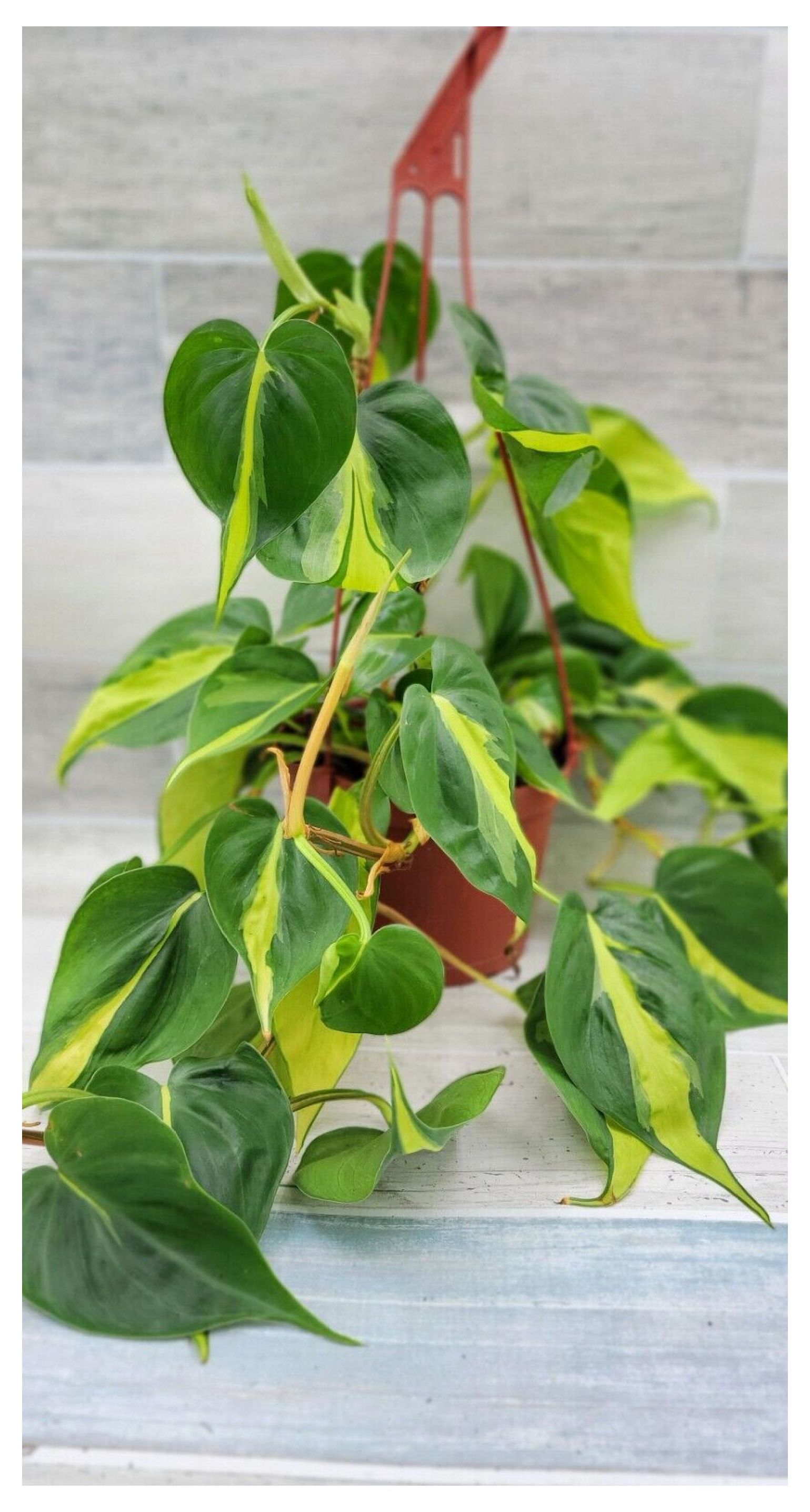 FENG20 Philodendron Brasil, Variegated heart leaf, brazil philodendron ...