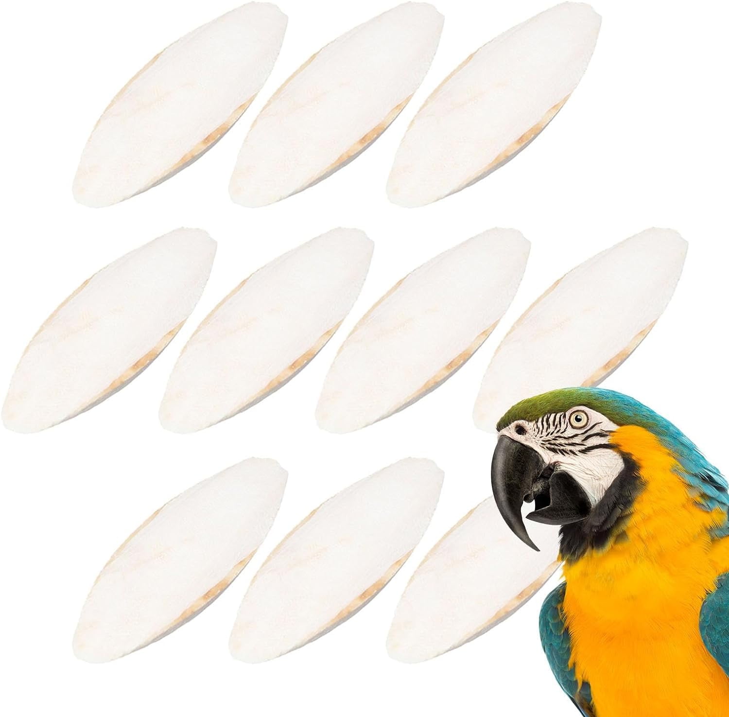 FENGBird Cuttlebone for Parakeets,10 pcs Cuttlebone for Birds, Natural ...