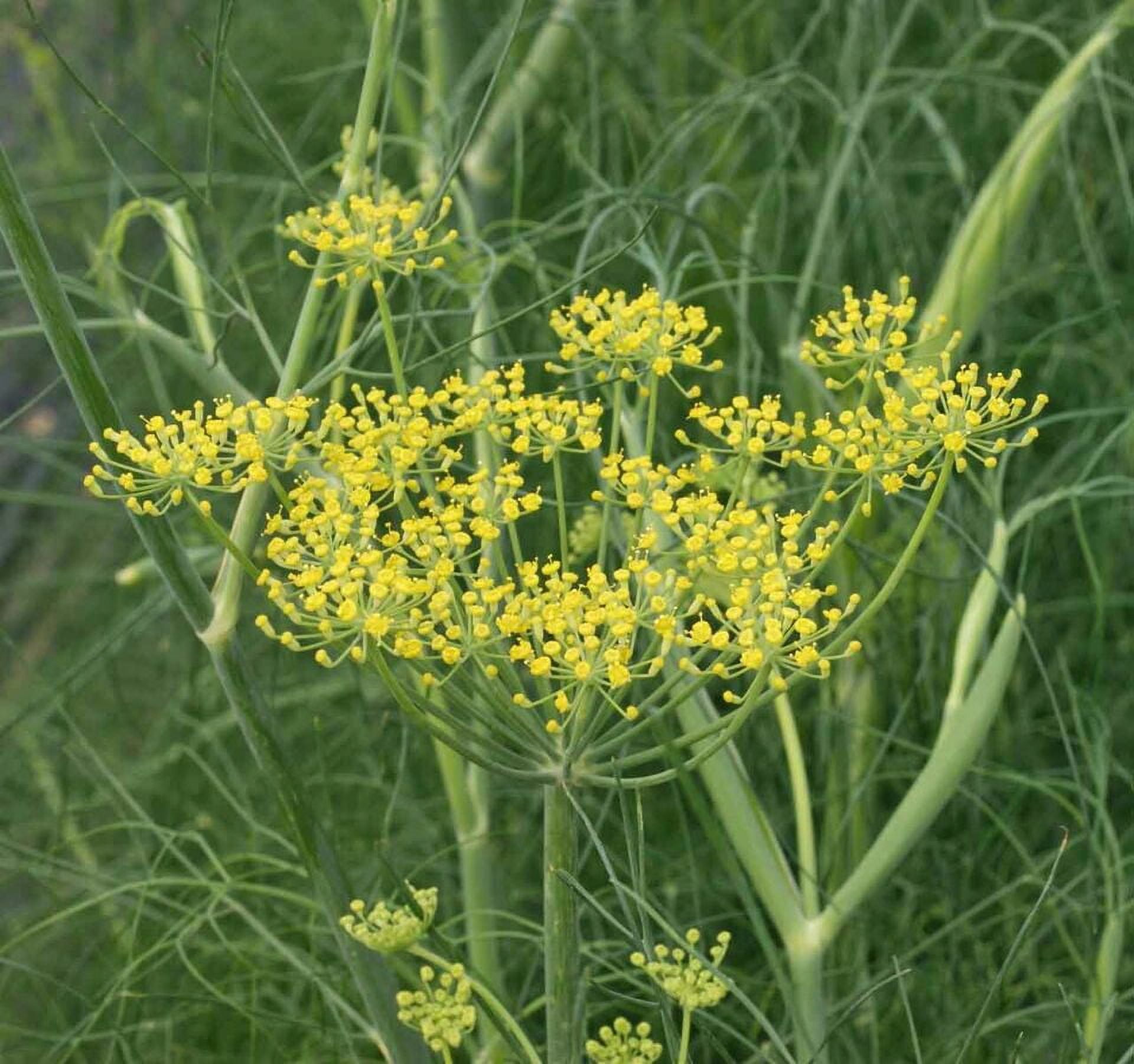 FENNEL 200 Seeds - Mother Nature's Seeds - Wildflower Seeds - Flower ...