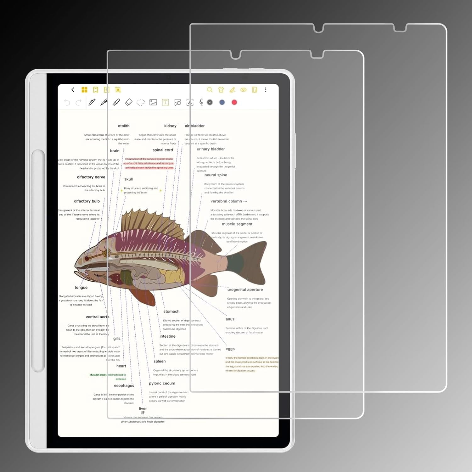 FHDFHD Anti-Glare Screen Protector for XPPen Magic Note Pad Tablet 10. ...