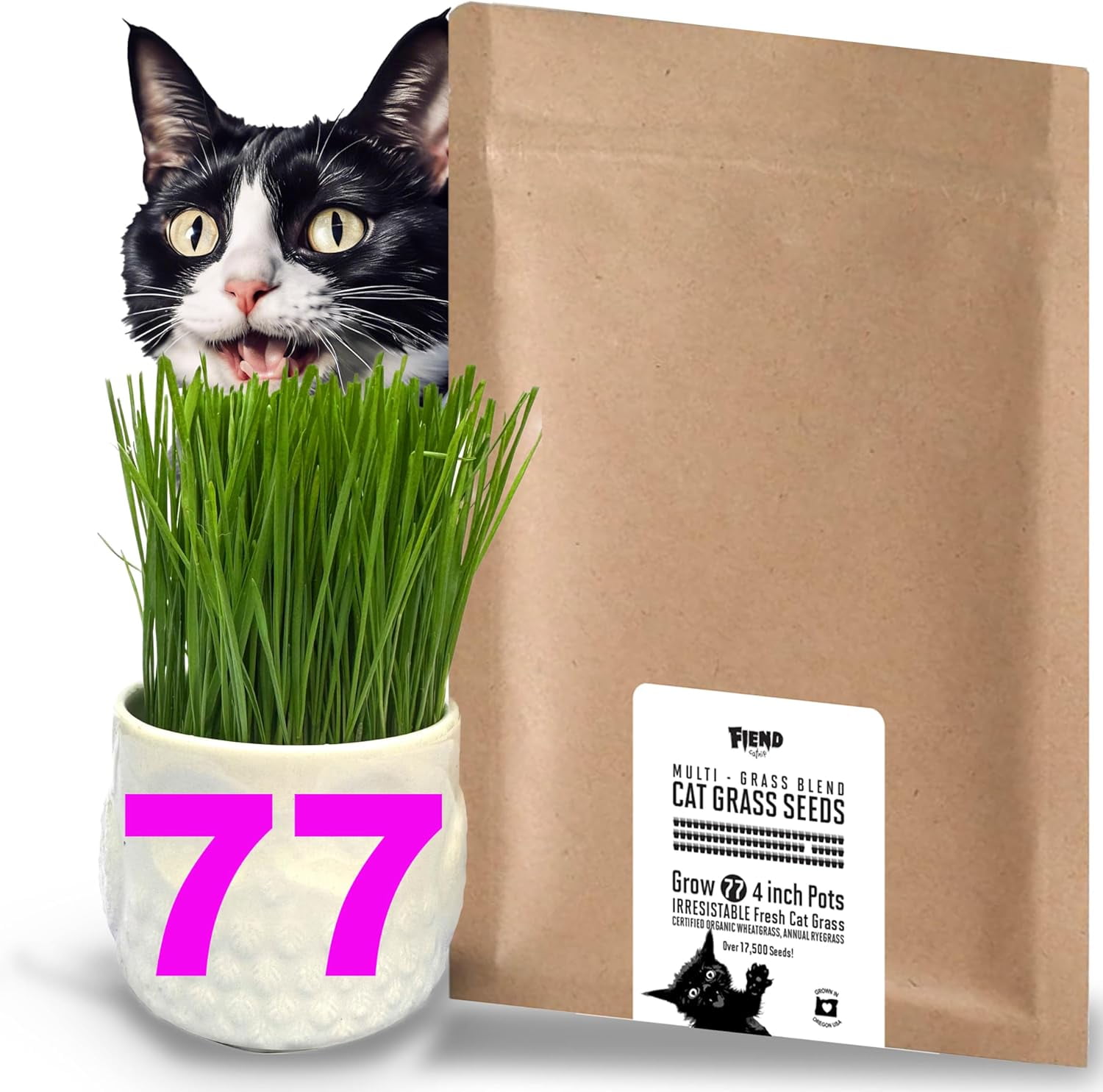 FIEND Cat Grass Seeds - Organic Wheatgrass Seed - Over 2600 Seeds ...