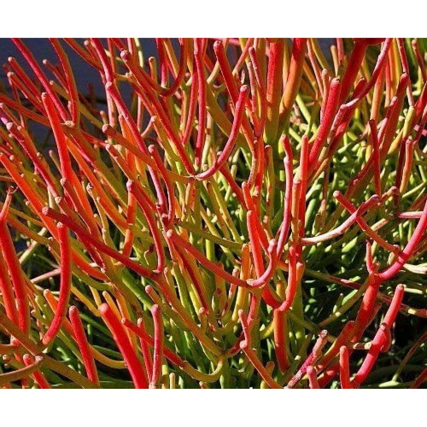 Exotic Cactus Collection 6" Fire Stick Euphorbia Tirucalli Colorful ...