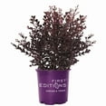 First Editions Shadow Magic Crape Myrtle Live Shrub in 2-Gallon Grower ...