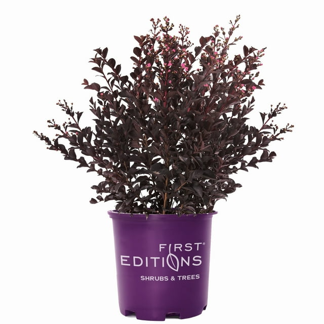 First Editions Shadow Magic Crape Myrtle Live Shrub in 2-Gallon Grower ...